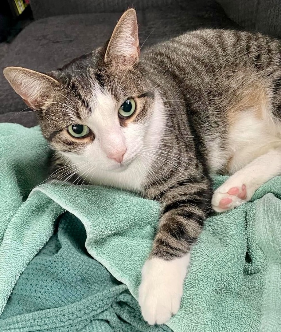 Cat for adoption - Chachi , a Domestic Short Hair in Cranford, NJ ...