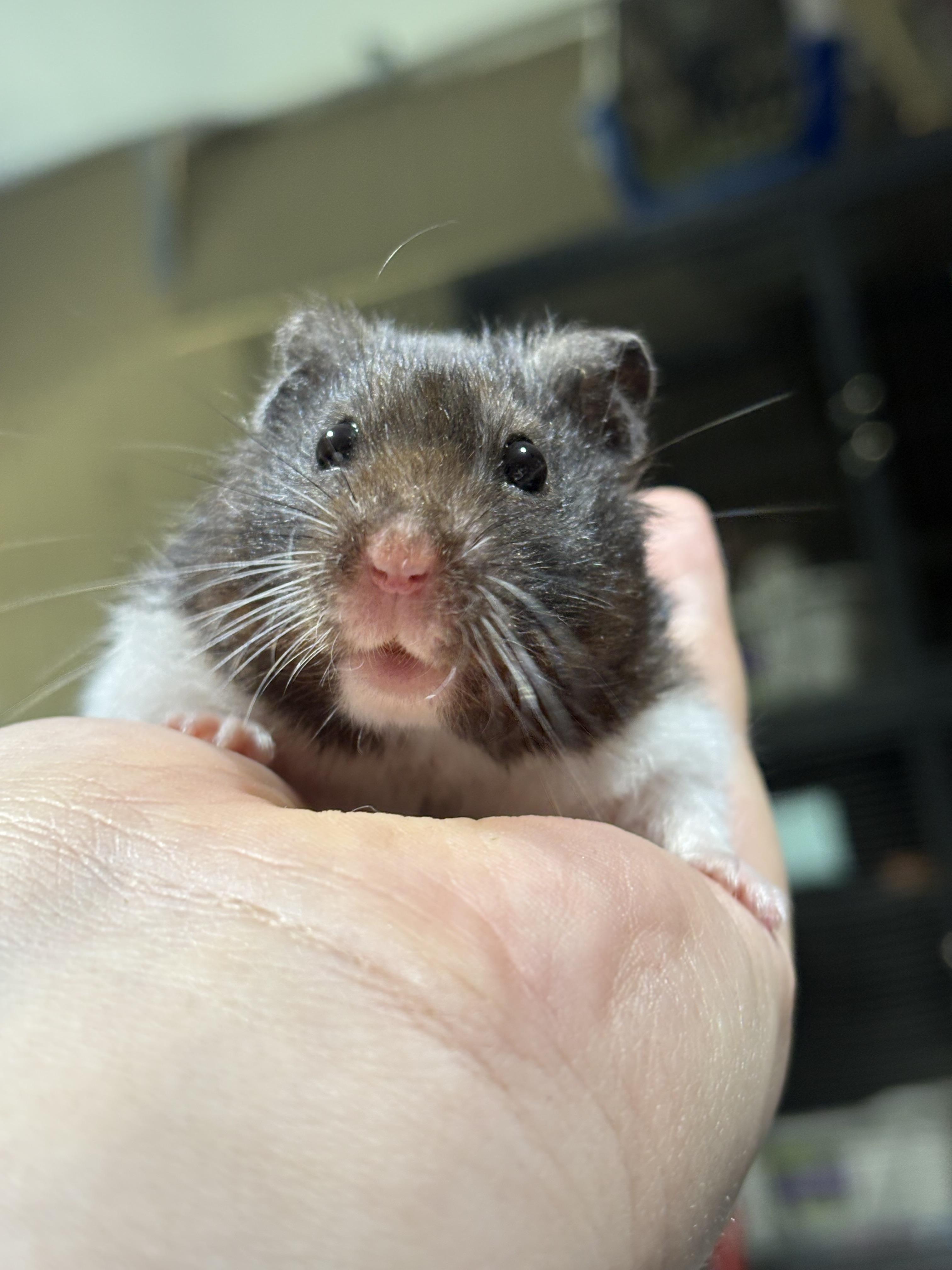 Hamster for adoption - Fred, a Hamster in Howell, NJ | Petfinder