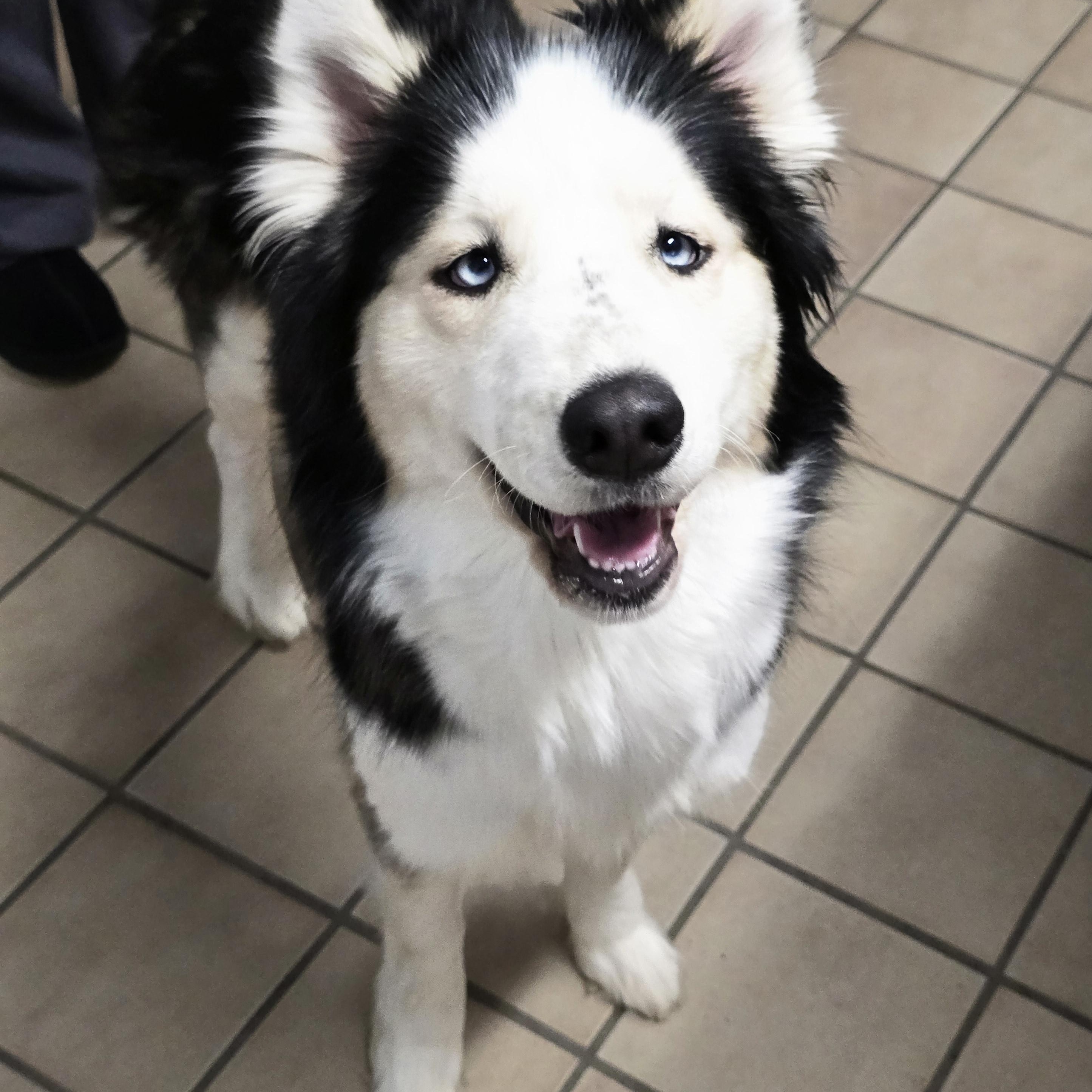 Dog for adoption - Luna, a Siberian Husky in Edison, NJ | Petfinder