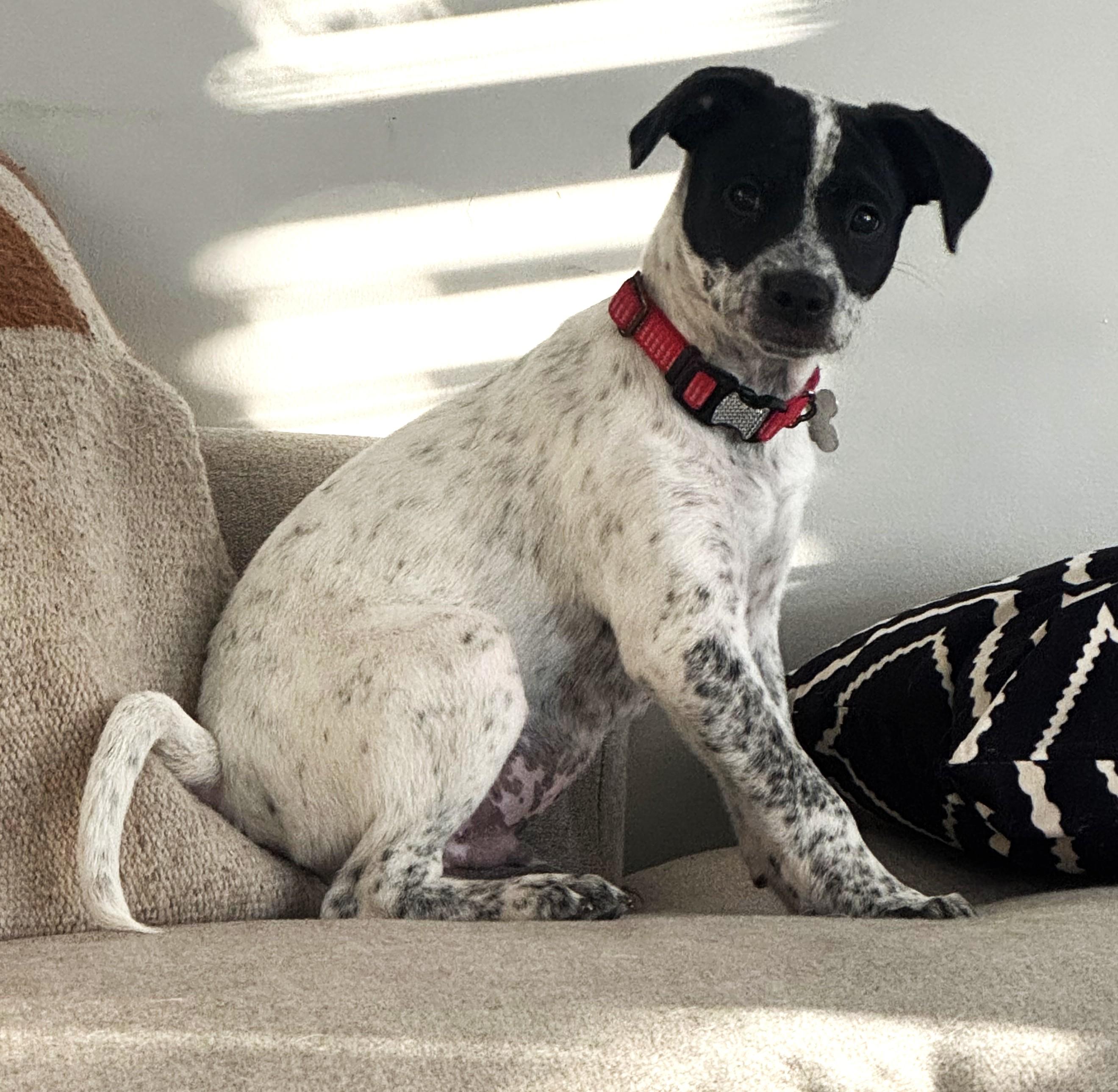 Snoopy - Adoptable Pet | Petfinder | Petfinder