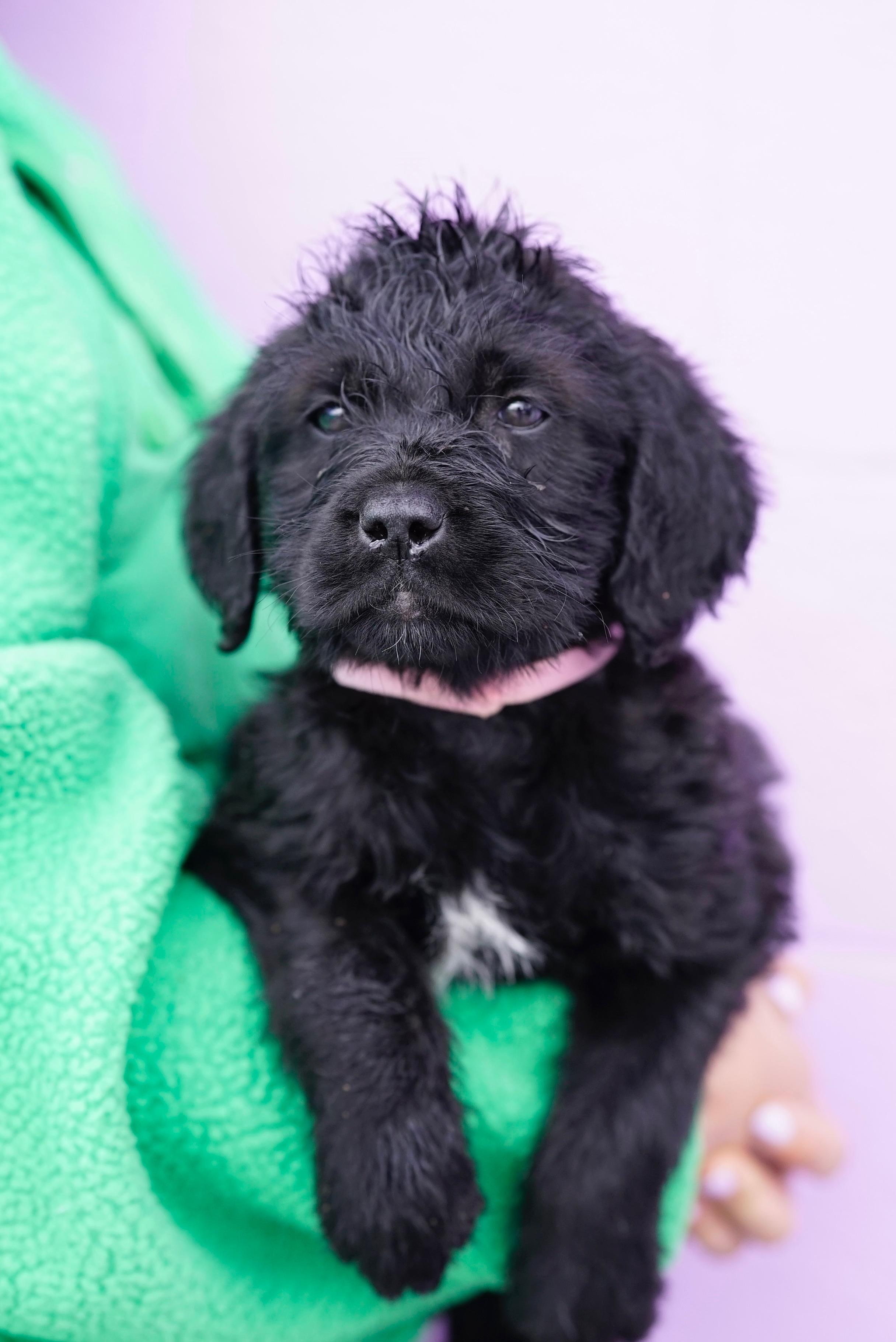 Dog for adoption - Kim Possible, a Cane Corso & Labradoodle Mix in ...