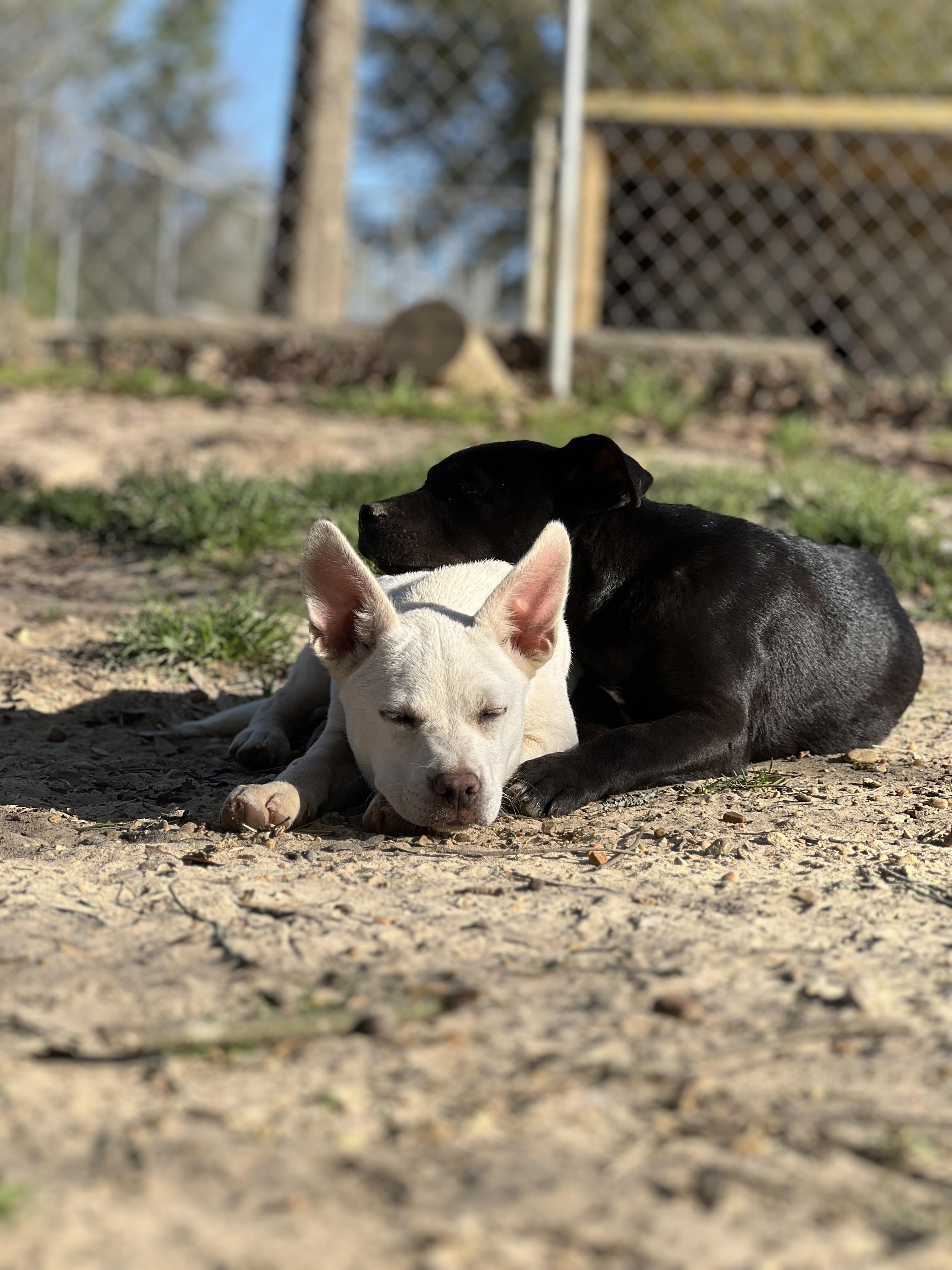 Dog for adoption - Neutron, a Labrador Retriever Mix in Allentown , PA ...