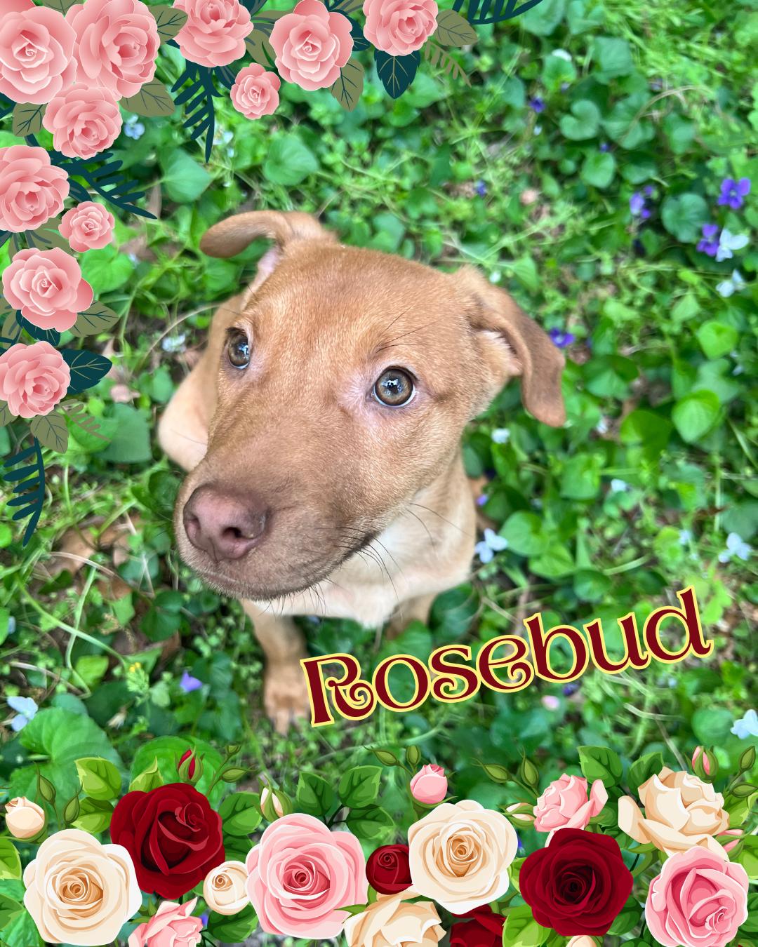 Dog for adoption - Rosebud (flower puppies), a Mixed Breed in Tucker ...