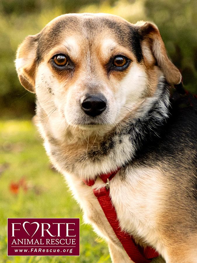 Dog for adoption - Mama, a Beagle & Corgi Mix in Marina Del Rey, CA ...