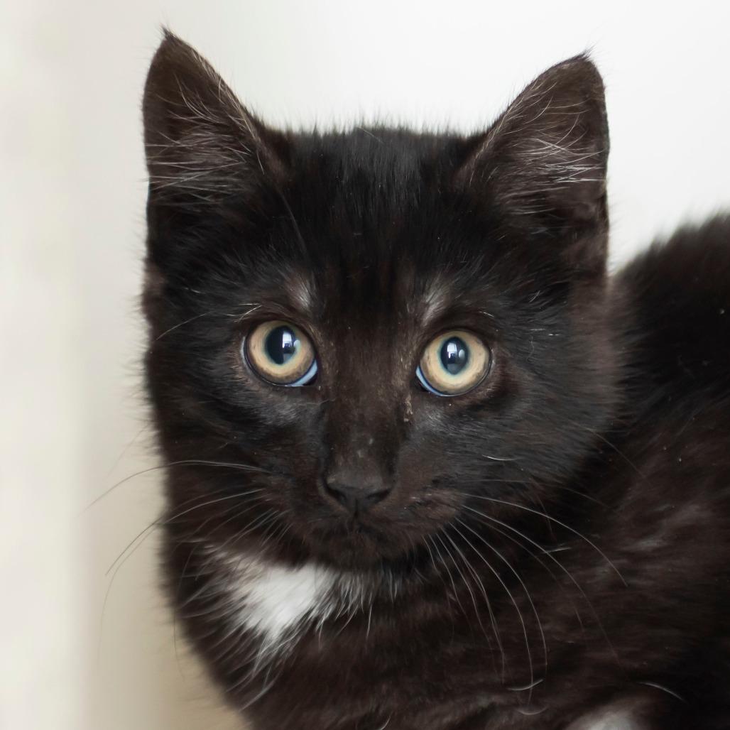 Adopt Charlie in Middletown | Domestic Short Hair cat | Buddy