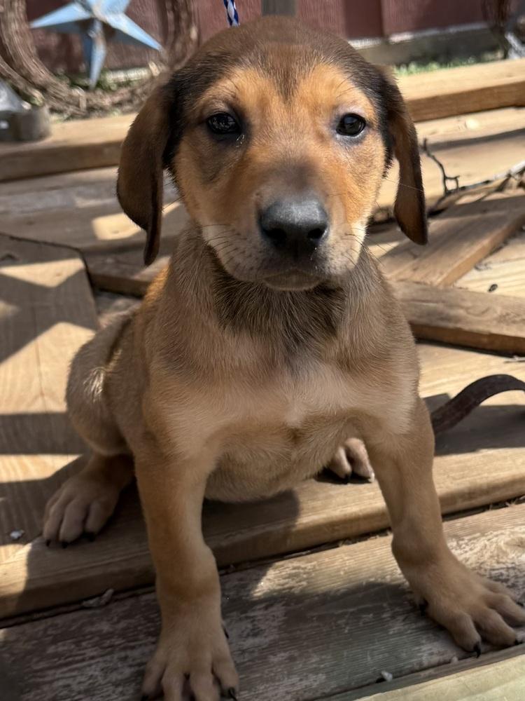 Dog for adoption - Phoenix, a Labrador Retriever Mix in Brattleboro, VT | Petfinder