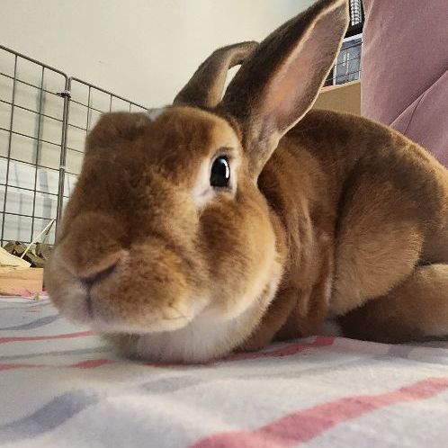 Rabbit for adoption - Butterscotch, a Rex in Cambridge, ON | Petfinder