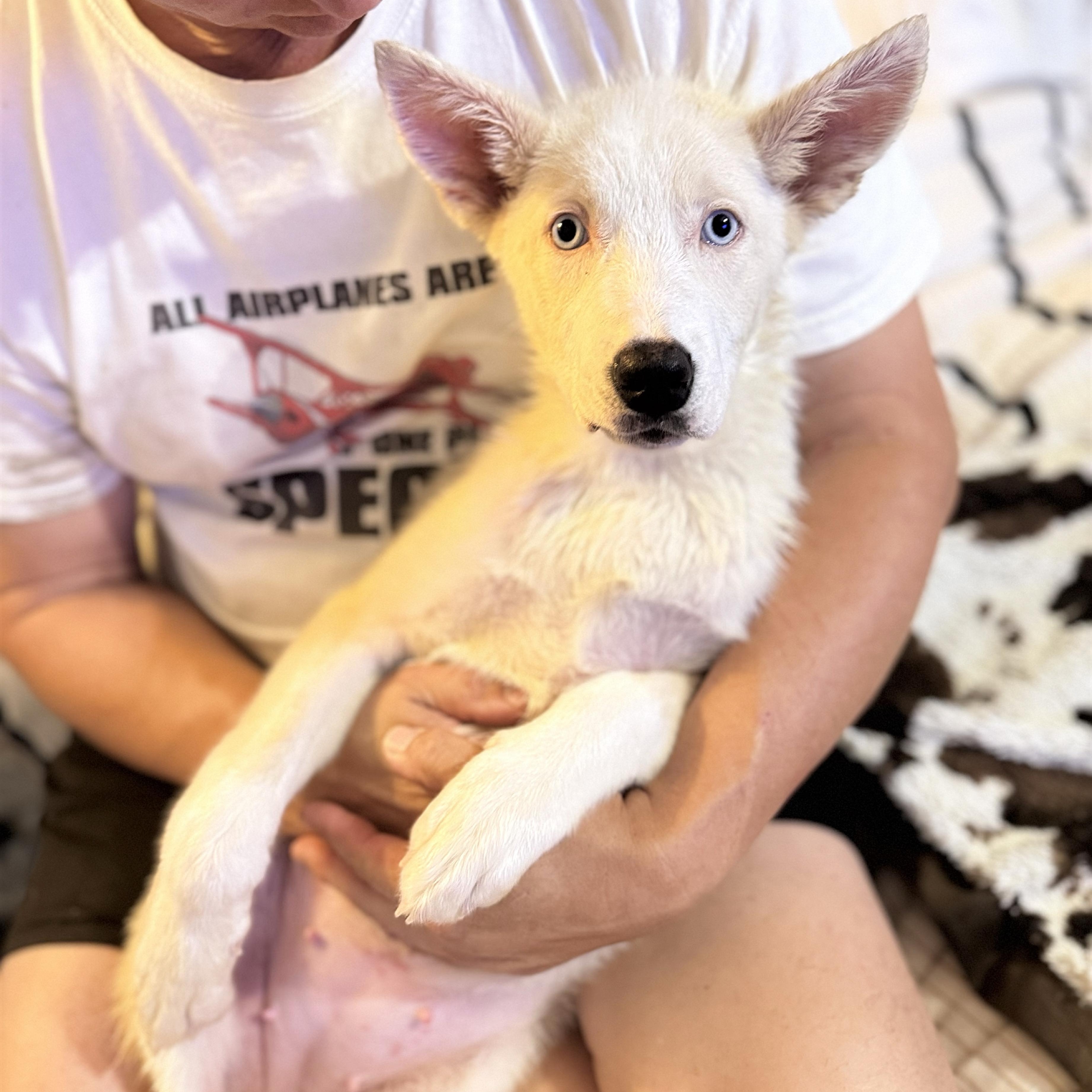 Dog for adoption - Fiona, a Husky Mix in Haslet, TX | Petfinder