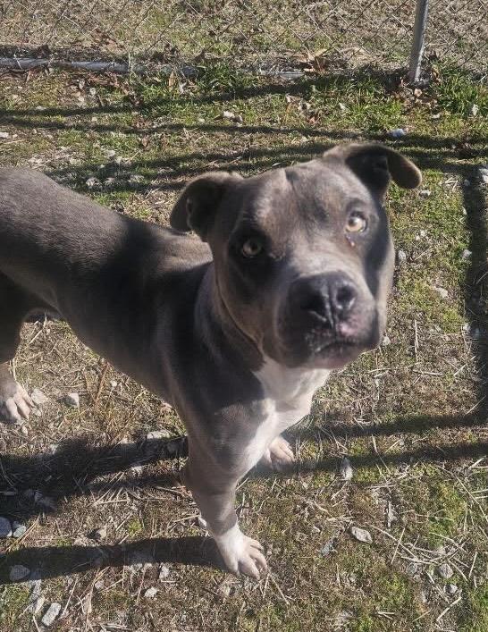 Dog for adoption - Enzo (Sweet brave boy looking for his hero!, an American Staffordshire ...