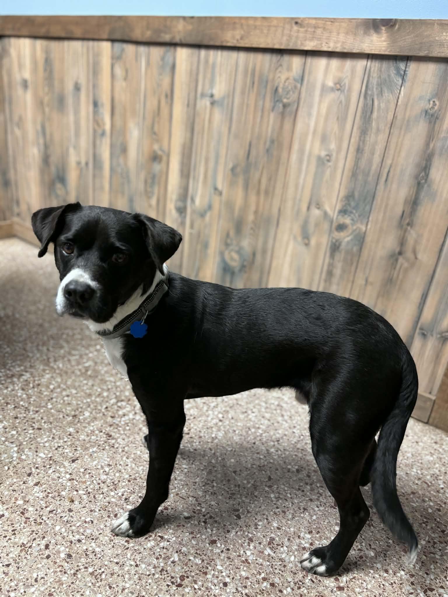 Dog for adoption - Jackson **Foster or Adopter needed to travel**, a ...