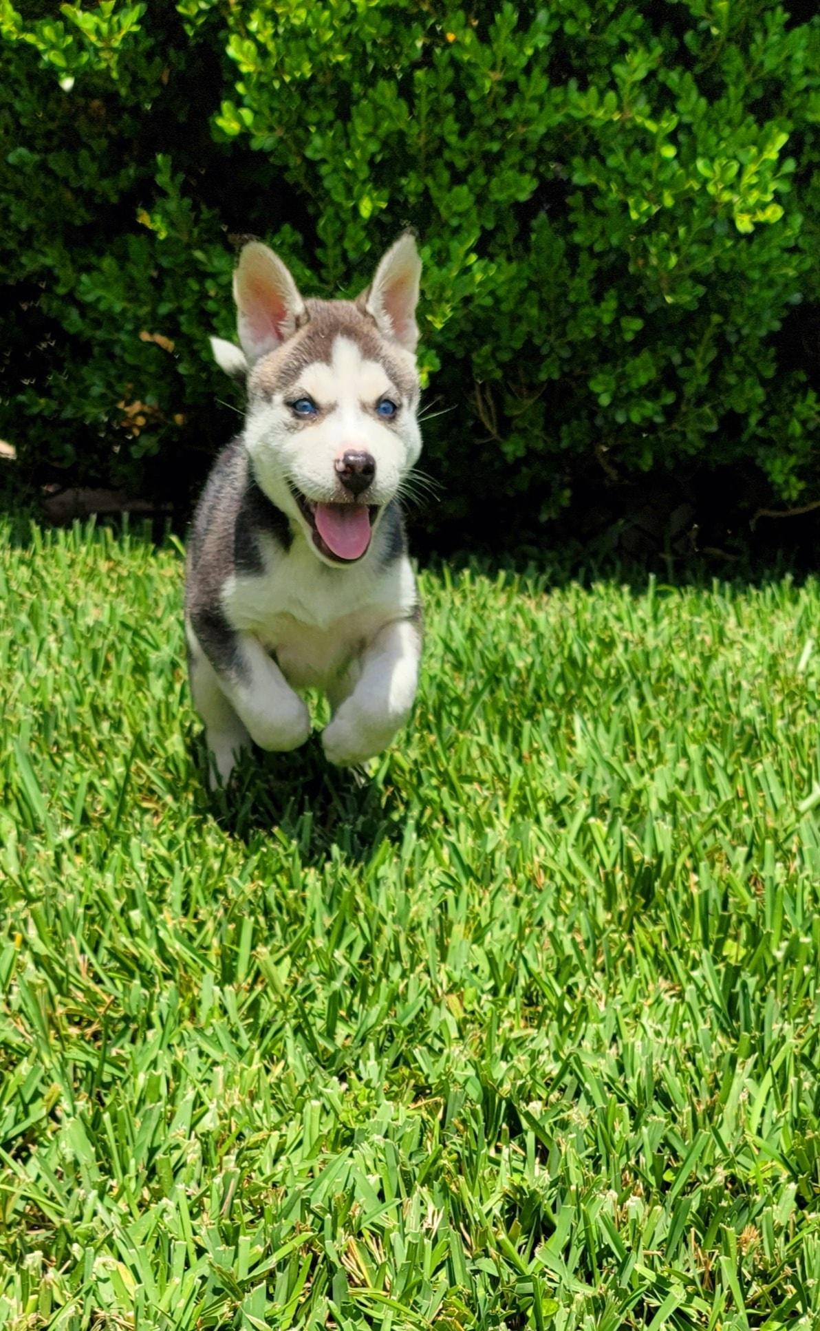 Dog for adoption - Star, a Husky in Cypress, TX | Petfinder
