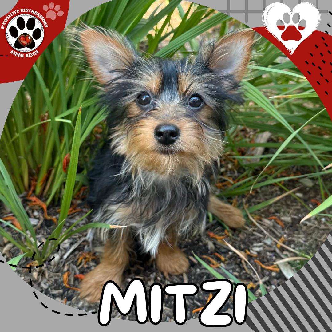 MITZI - Adoptable Pet | Petfinder | Petfinder