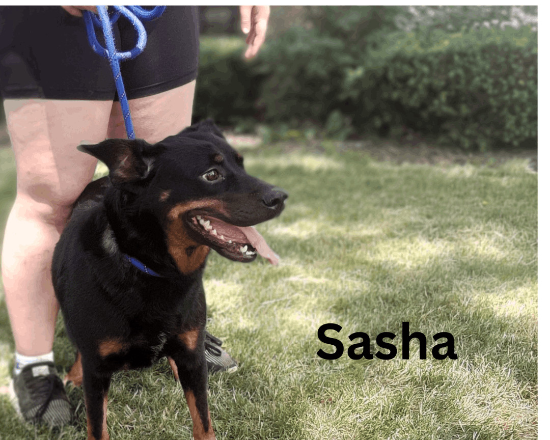 Dog for adoption - Sasha, a Border Collie Mix in Marion, IN | Petfinder