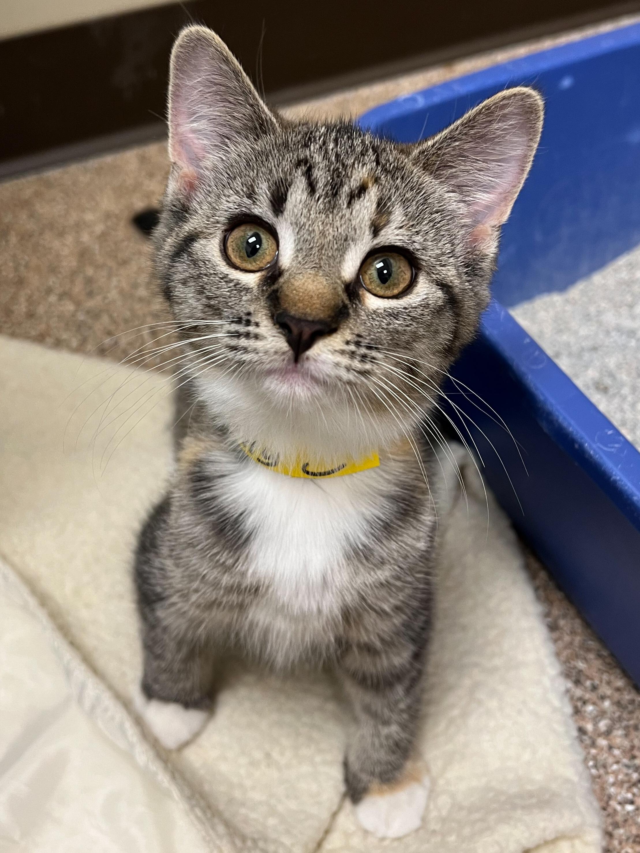 Cat for adoption - Miss Kitty, a Domestic Short Hair in Arlington ...