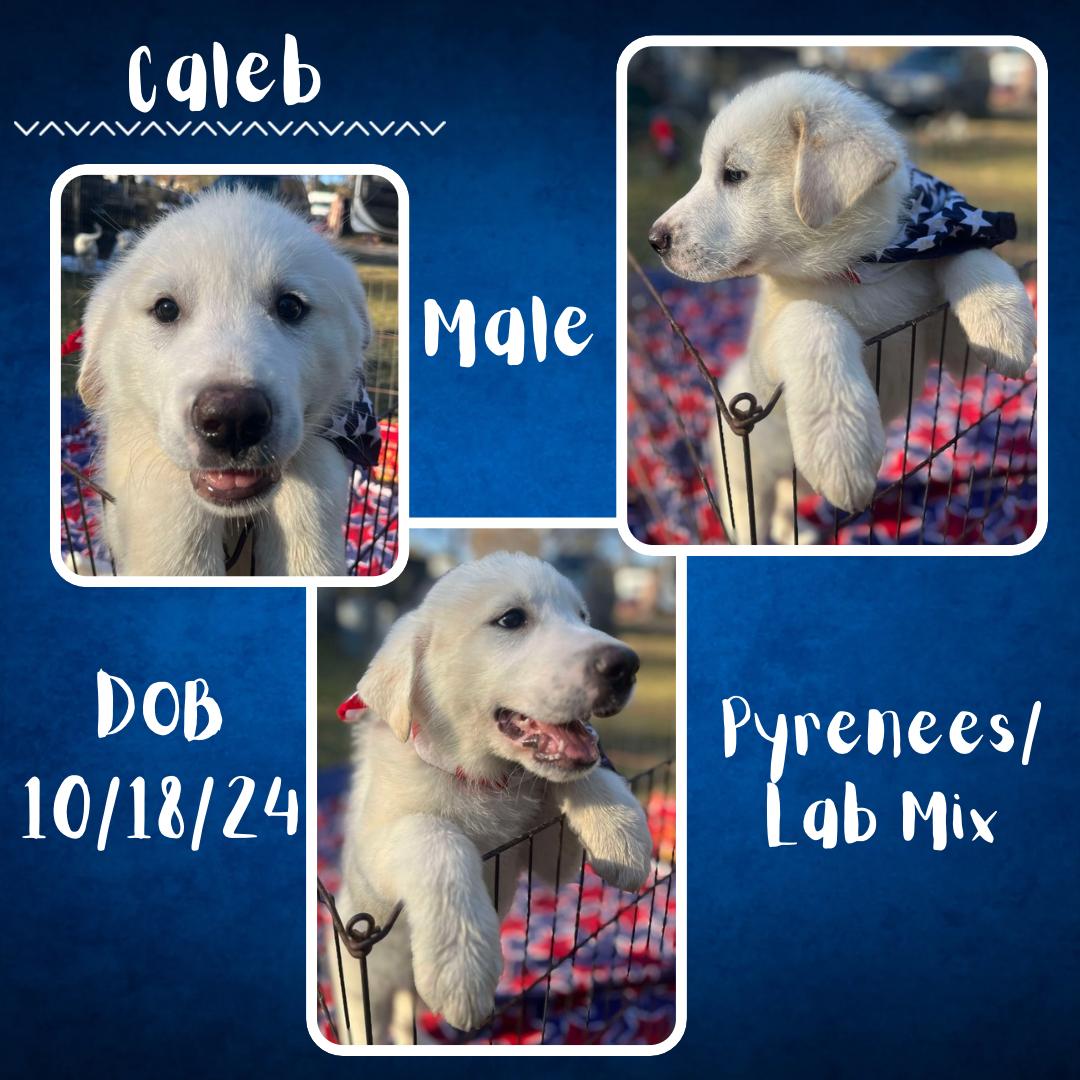 Dog for adoption - Caleb, a Great Pyrenees & Labrador Retriever Mix in ...