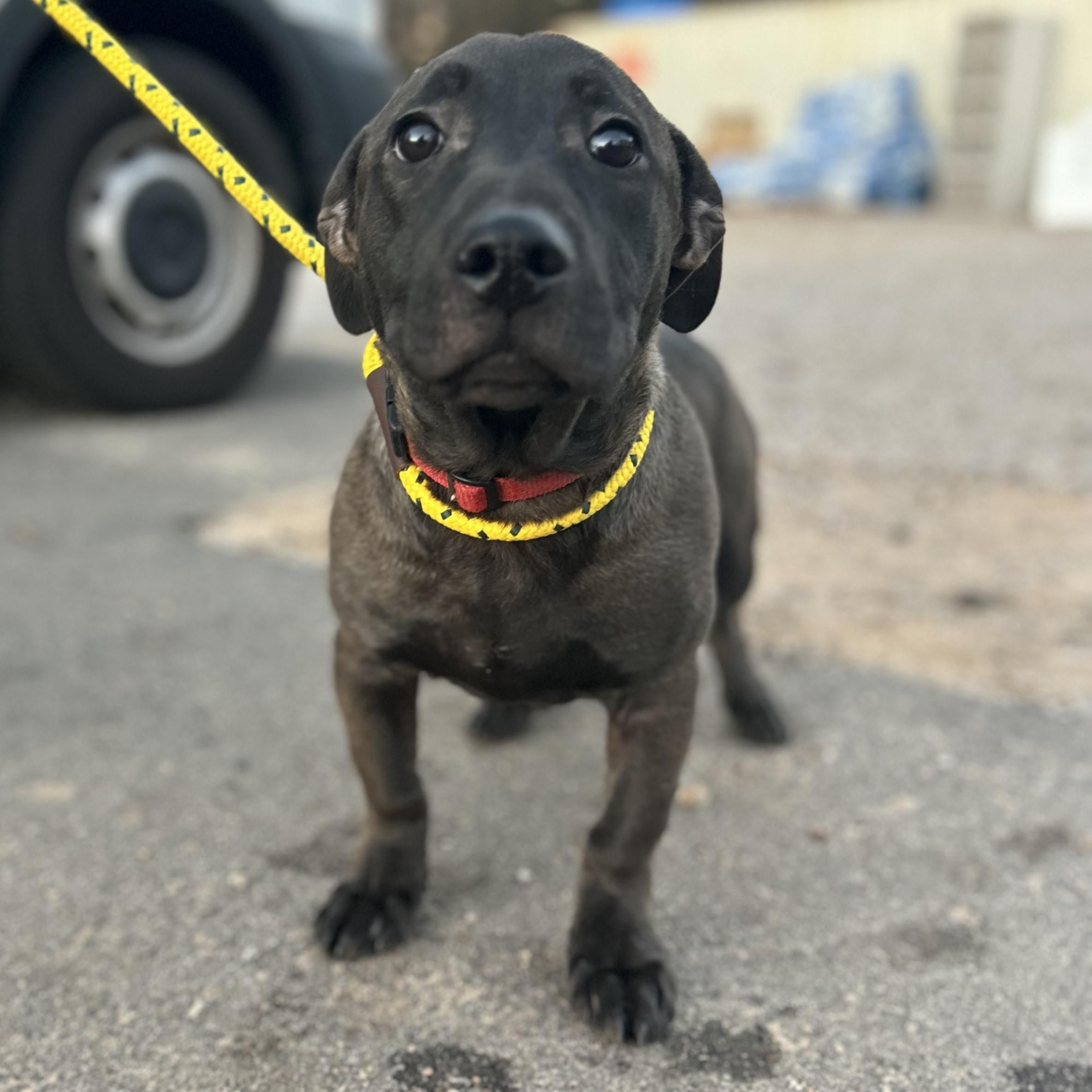 Dog for adoption - Rambo, a Labrador Retriever & Basset Hound Mix in ...