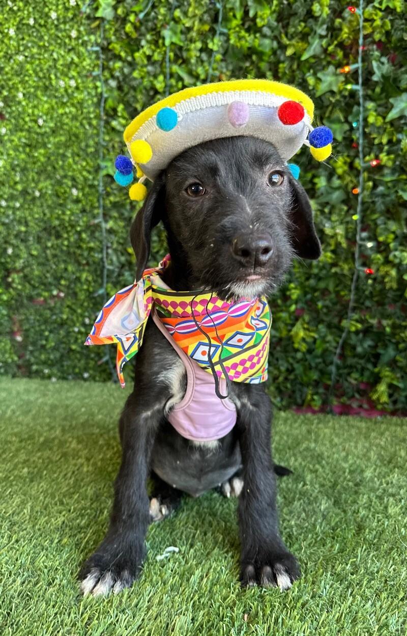 Dog for adoption - Nami, a Border Terrier Mix in North Las Vegas, NV | Petfinder