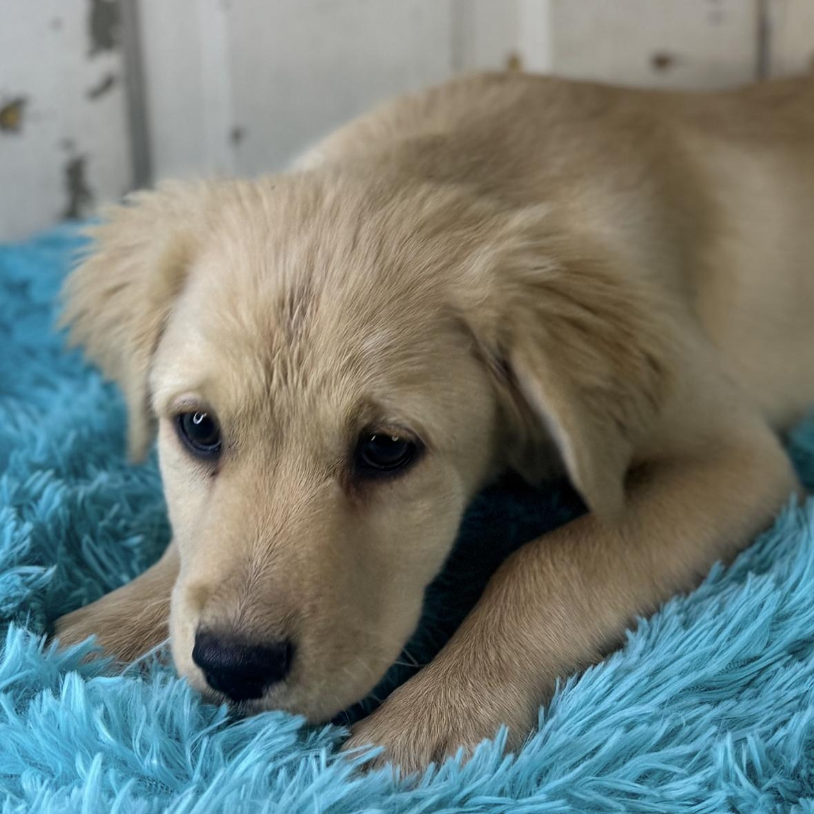 Dog for adoption - Ava, a Golden Retriever Mix in Davenport, IA | Petfinder