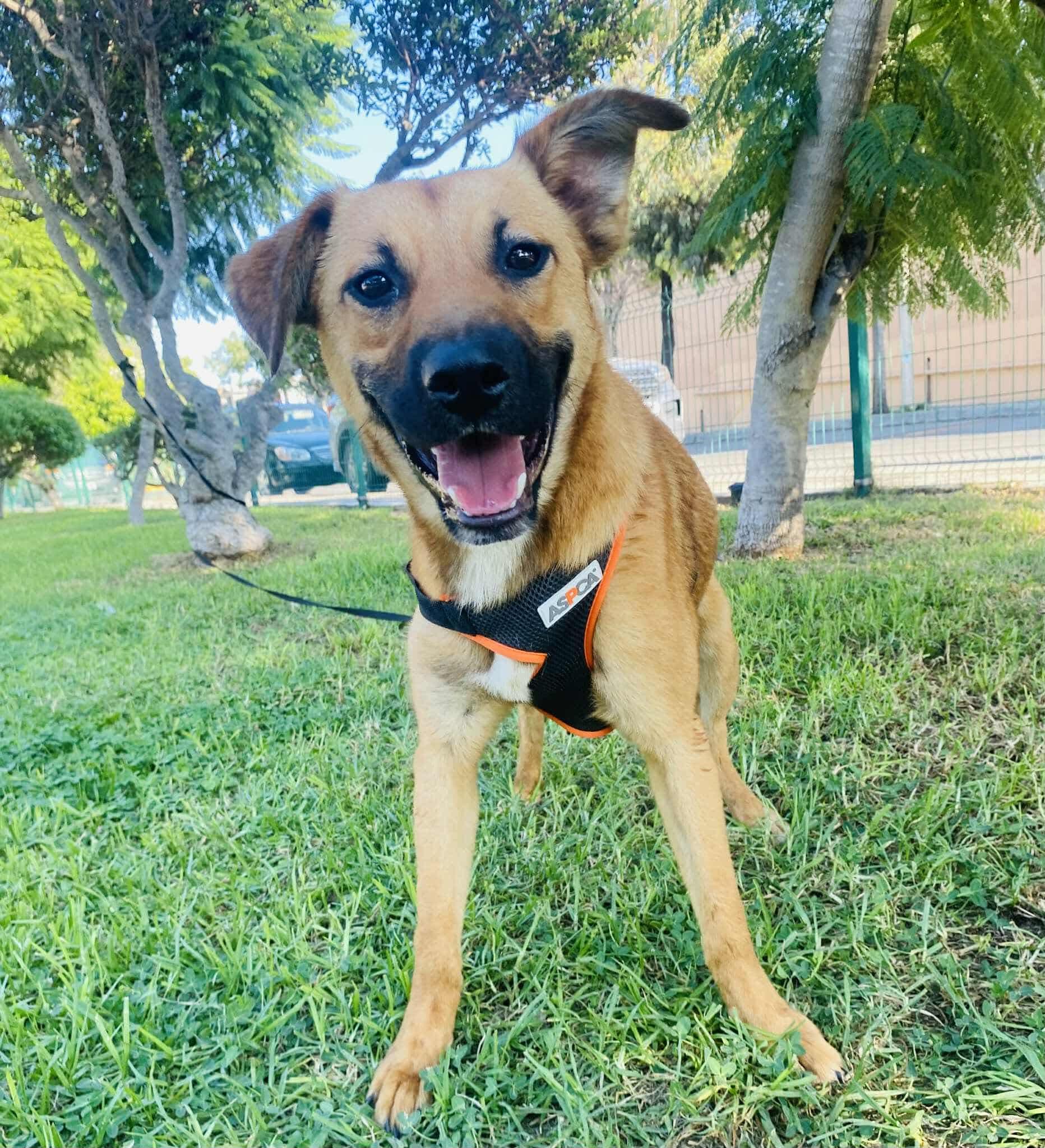 Dog for adoption - Lilo, a Mixed Breed in Puyallup, WA | Petfinder