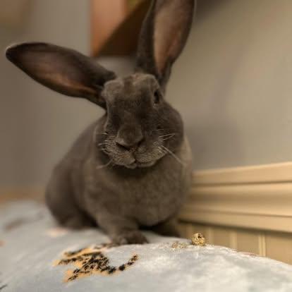 Rabbit for adoption - Ema (bonded with Echo), a Bunny Rabbit in ...