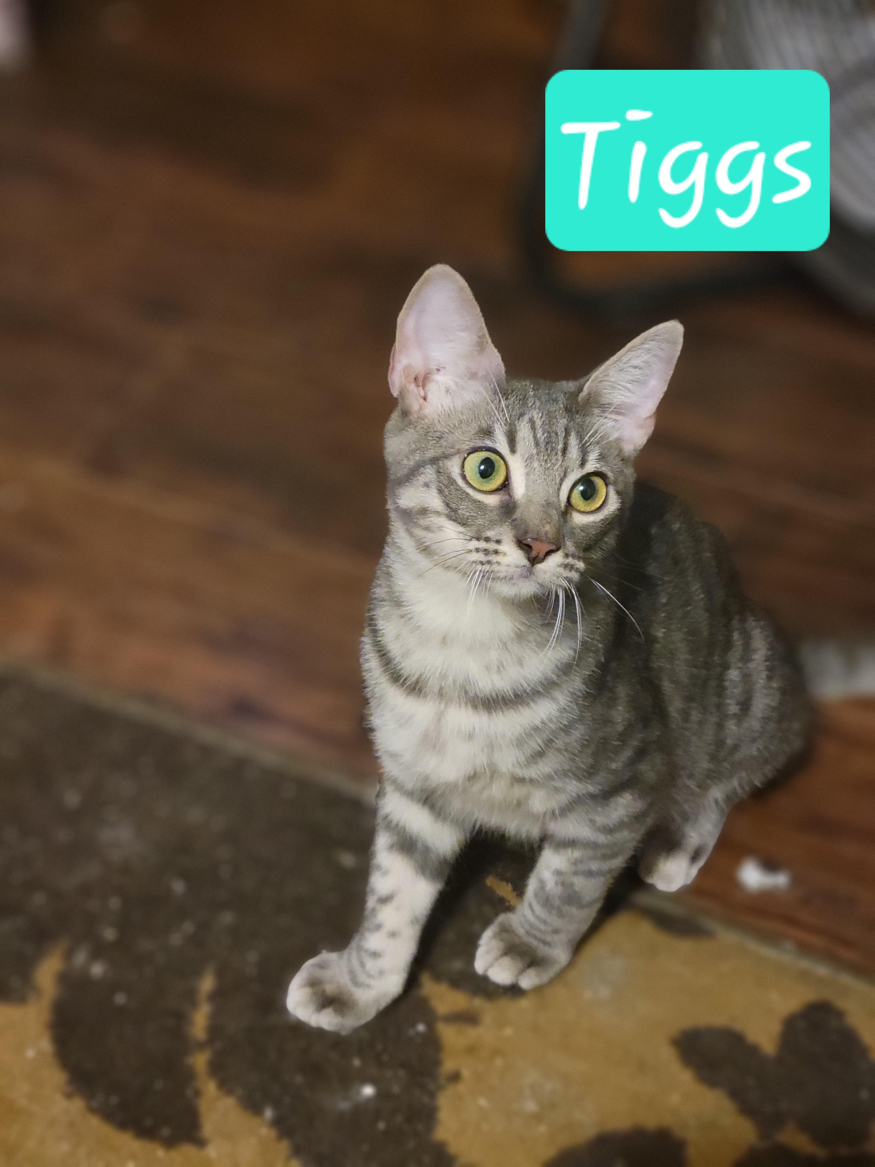 Cat for adoption - Tiggs, a Tabby & Domestic Short Hair Mix in Mabank ...