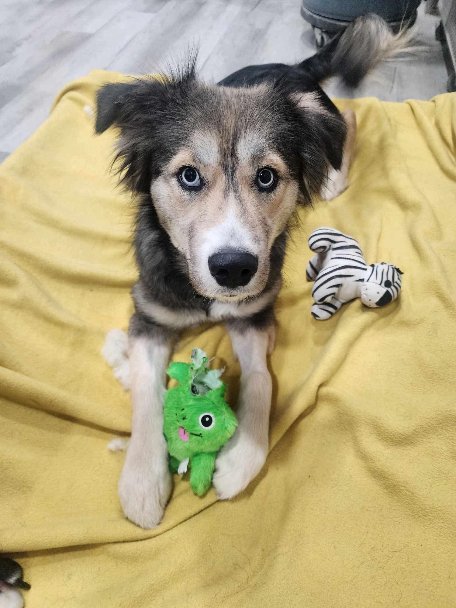 Dog for adoption - Nakita, a Husky & Shepherd Mix in Greensburg, PA ...