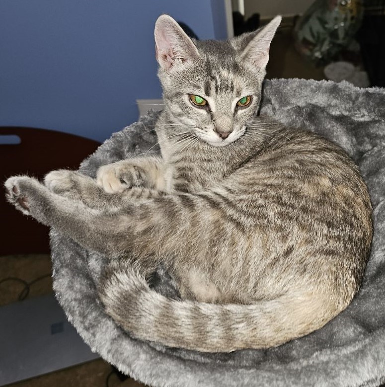 Cat for adoption - Carley, a Domestic Short Hair in Smyrna, DE | Petfinder