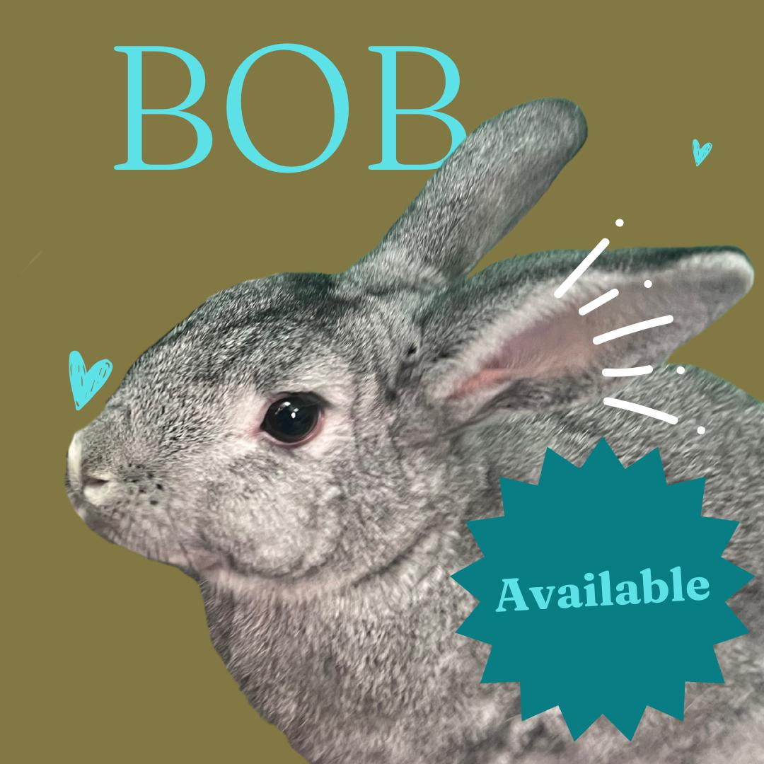Rabbit for adoption - Bob, a Chinchilla in Durham, NC | Petfinder