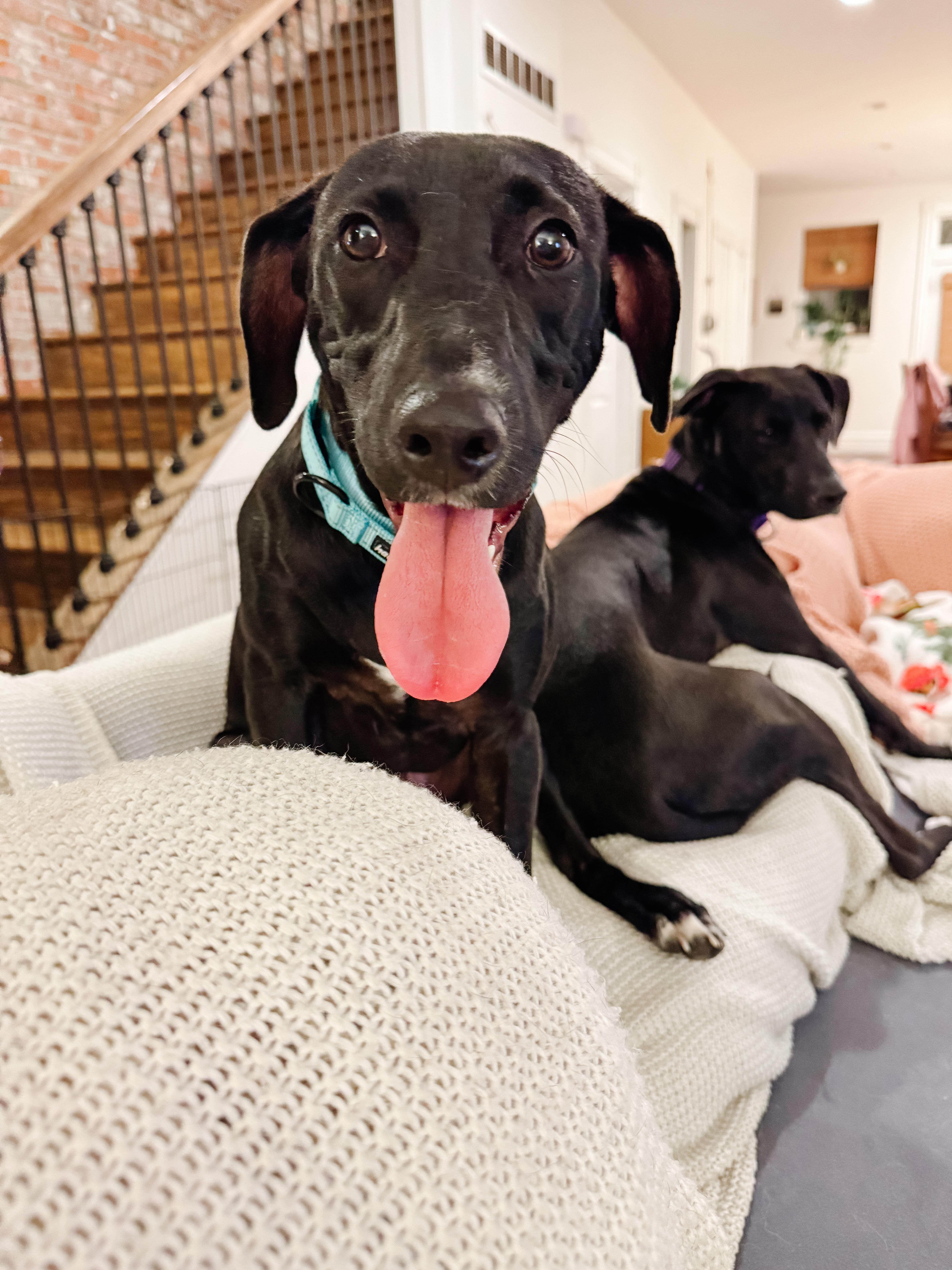 Dog for adoption - Jet, a Labrador Retriever Mix in Burnsville, MN ...