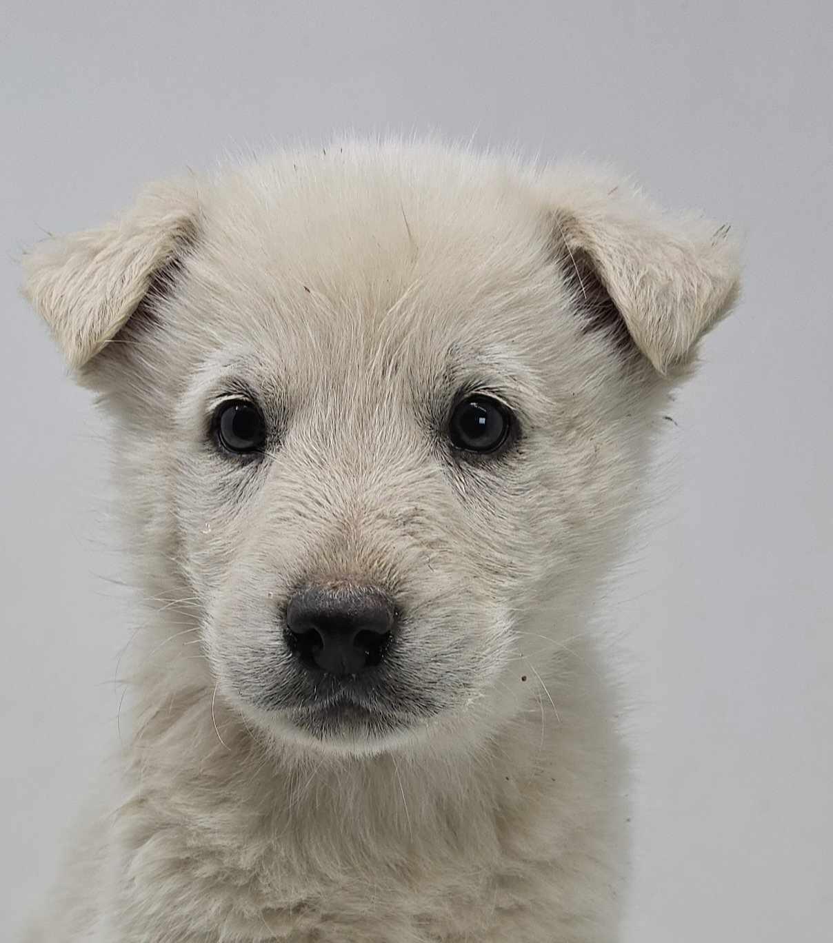 Dog for adoption - Ghost, a Great Pyrenees & Shepherd Mix in Newport ...