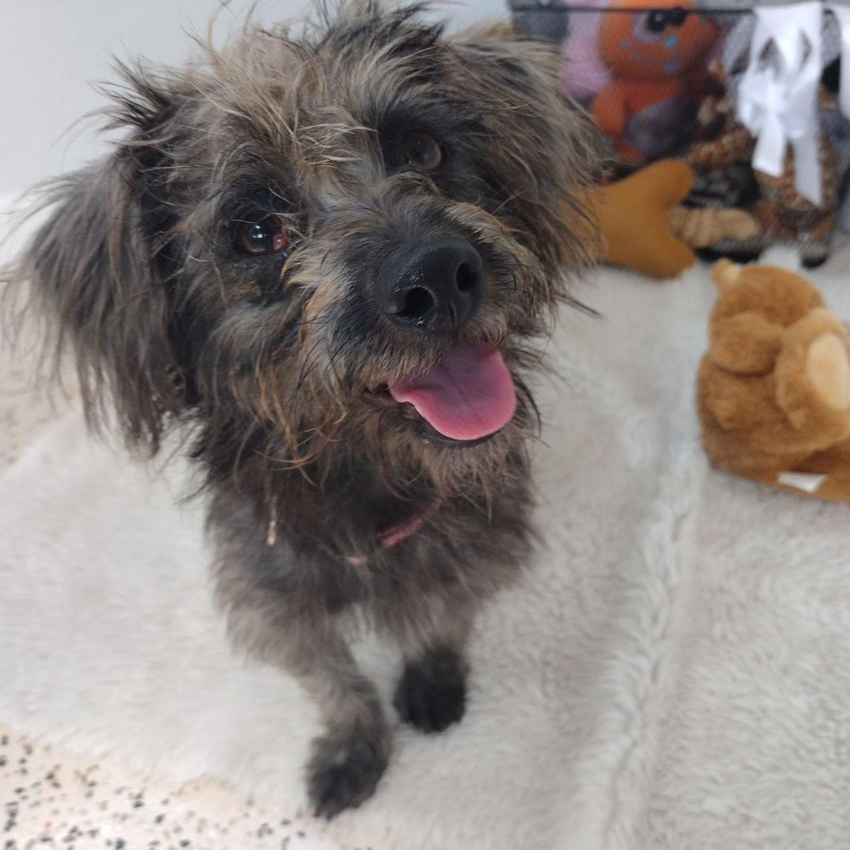 Dog for adoption - Zion, a Miniature Schnauzer & Schnoodle Mix in ...