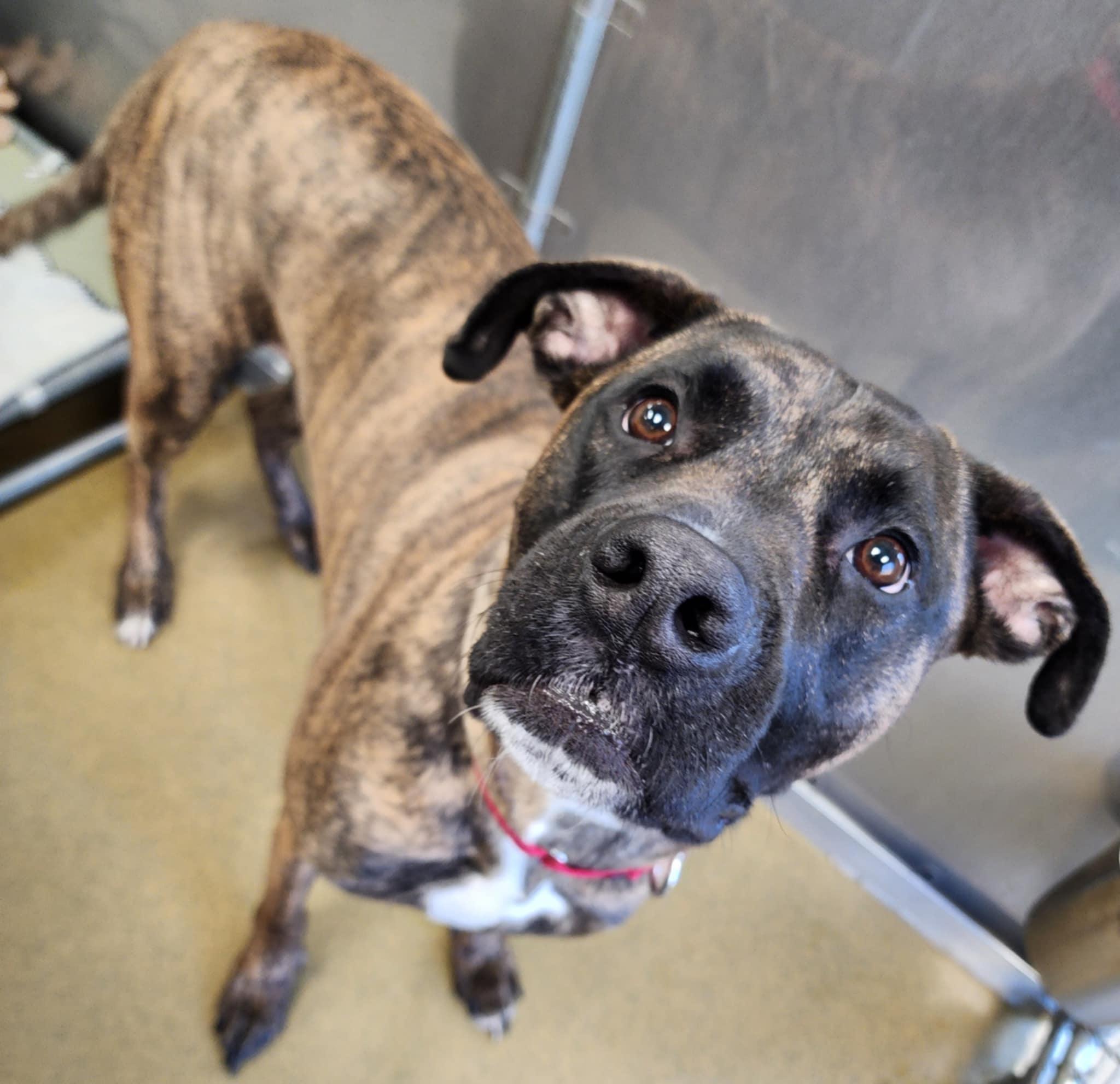 Dog for adoption - PULLMAN, a Boxer & Cane Corso Mix in Manassas, VA ...