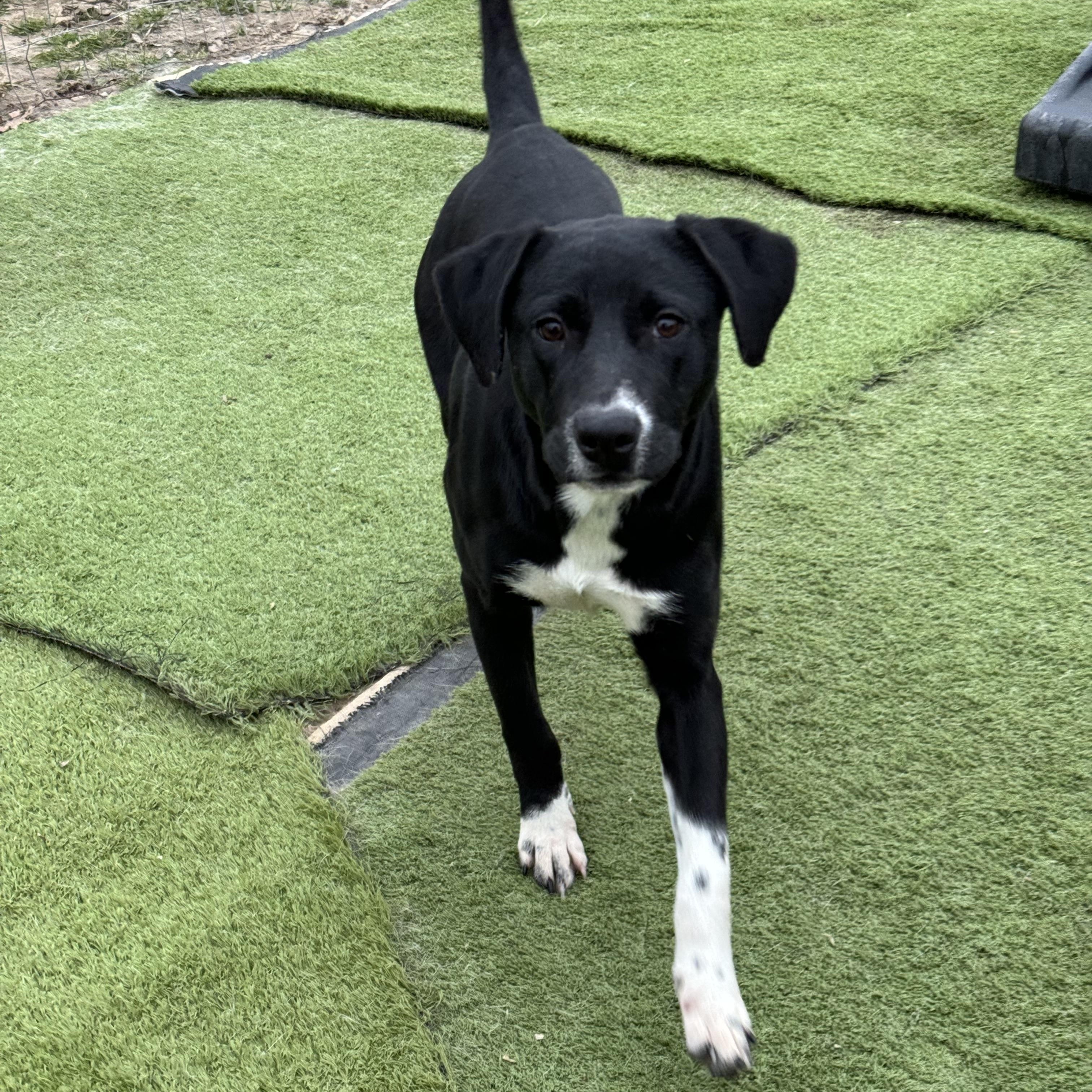 Dog for adoption - Peanut, a Labrador Retriever Mix in Edmonton, AB ...