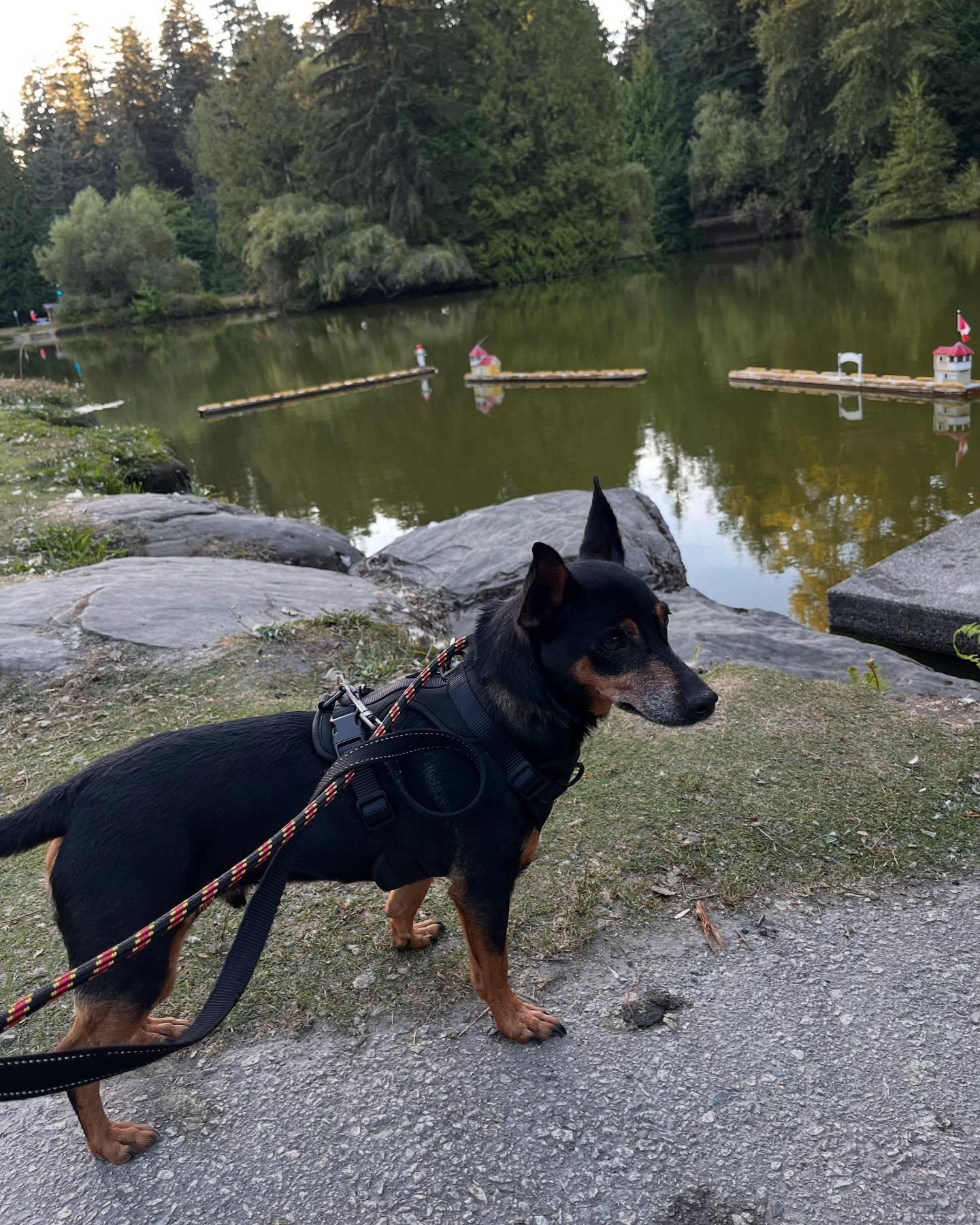 Dog for adoption - KRISTOFF, a Miniature Pinscher in Coquitlam, BC ...