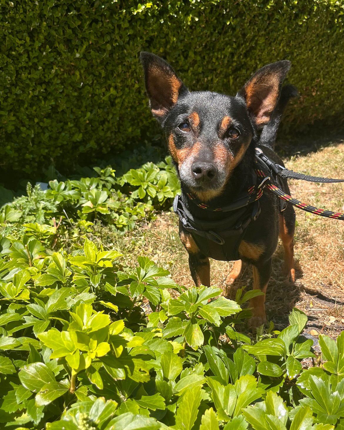 Dog for adoption - KRISTOFF, a Miniature Pinscher in Coquitlam, BC ...