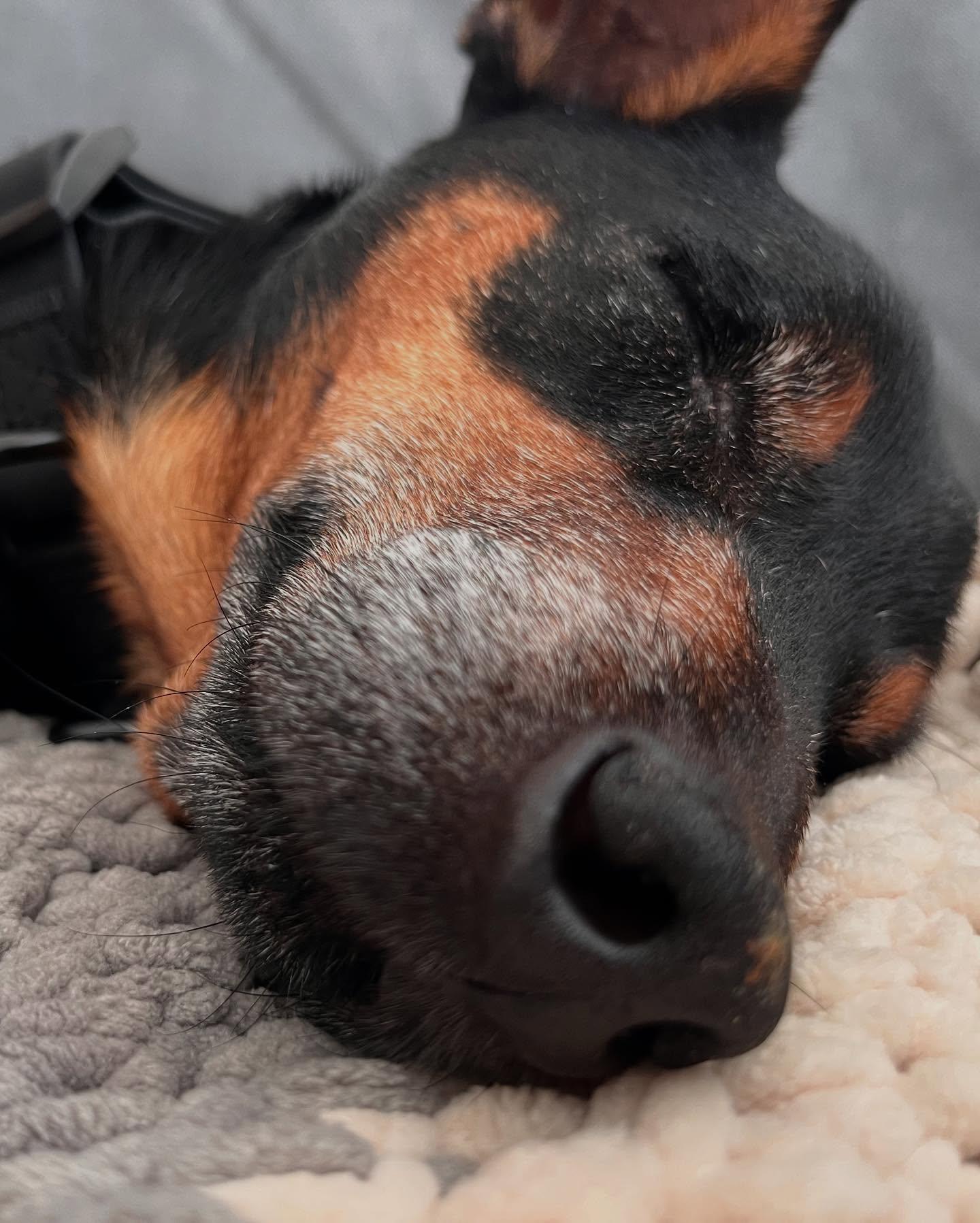 Dog for adoption - KRISTOFF, a Miniature Pinscher in Coquitlam, BC ...