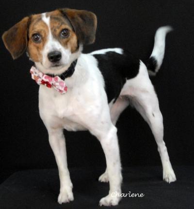 Dog for adoption - Tilley, a Jack Russell Terrier & Beagle Mix in ...