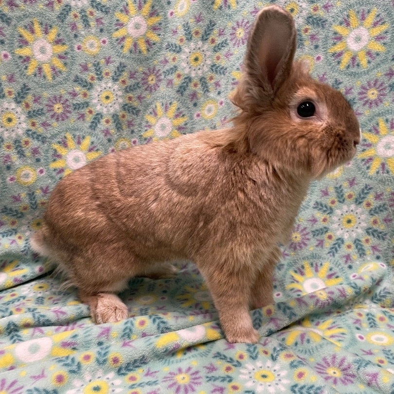 Rabbit for adoption - Henry, a Lionhead in Indianapolis, IN | Petfinder