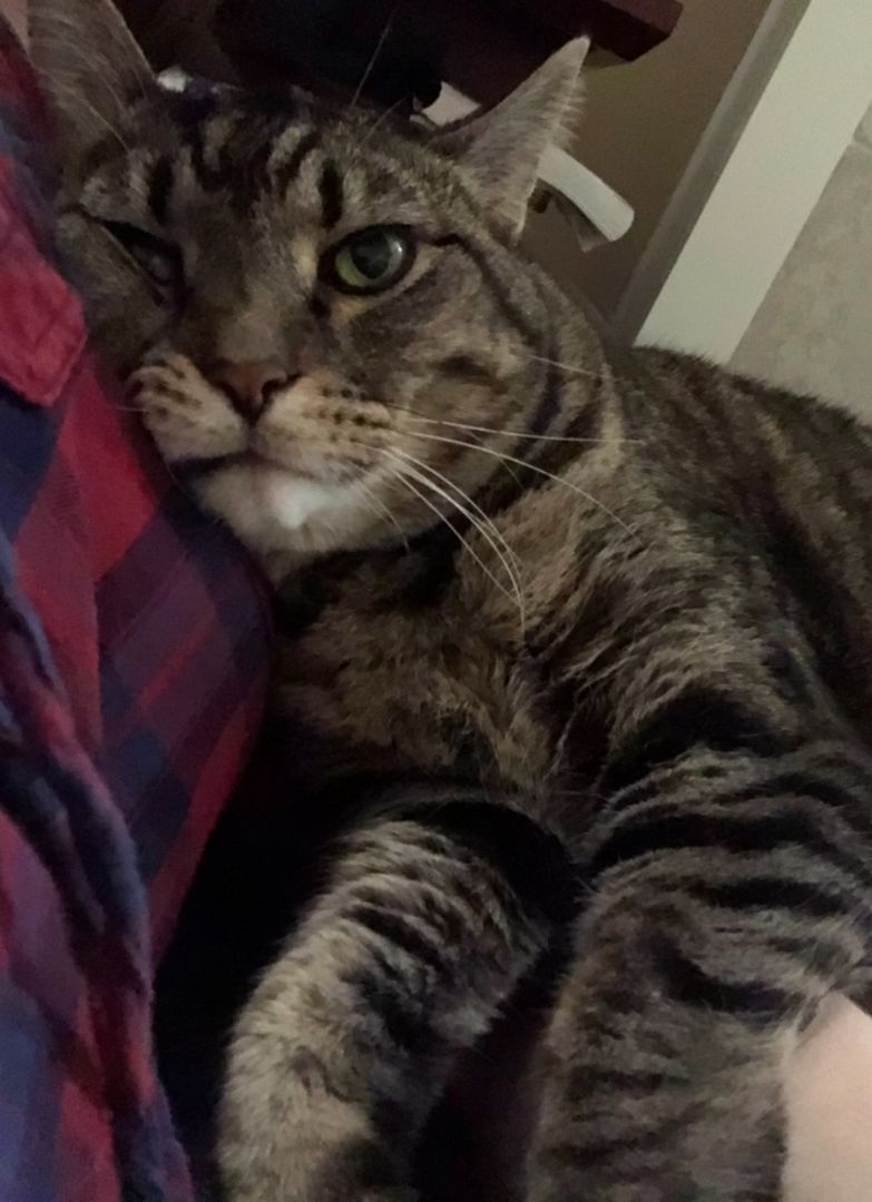 Cat for adoption - Beaux, an American Shorthair in Indianapolis, IN ...