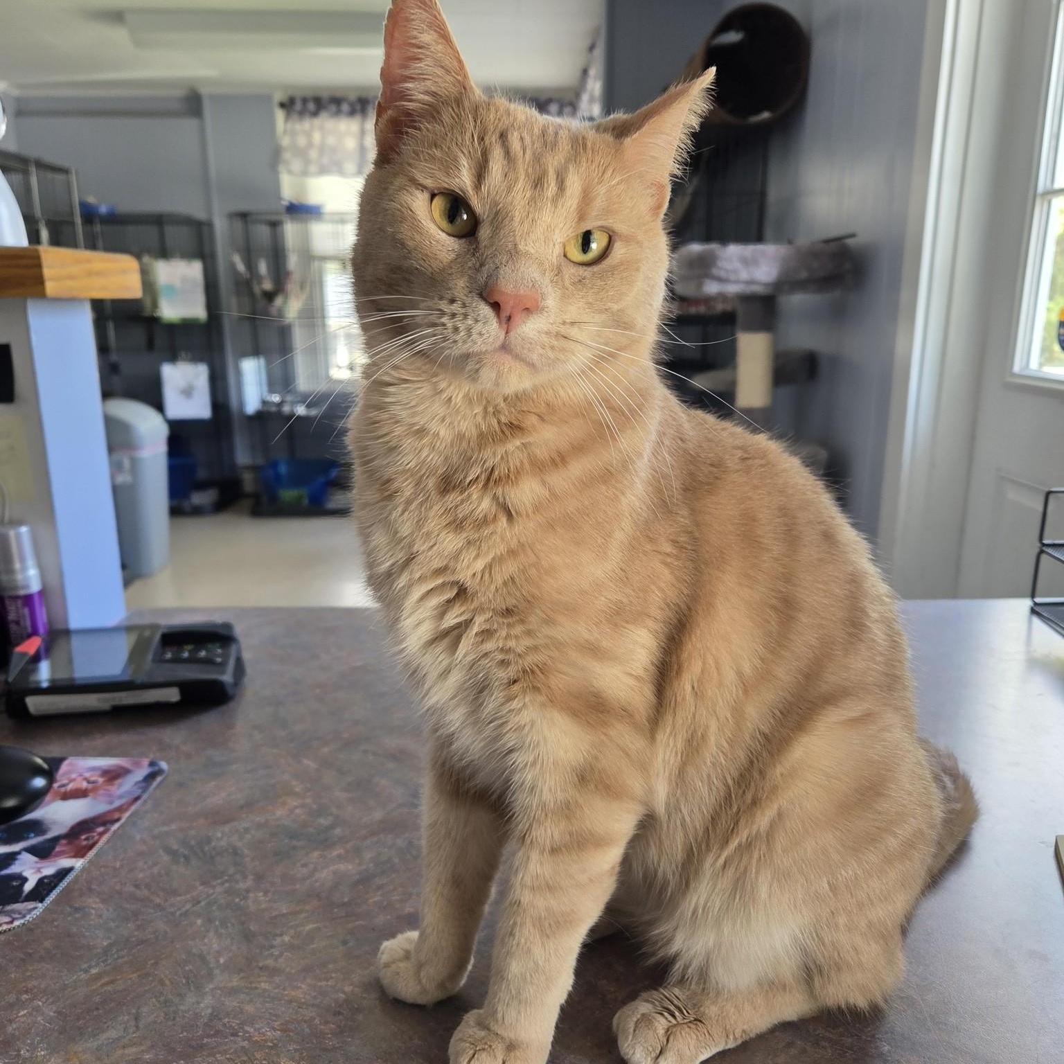 Available Cats for Adoption | Scruffy Paws Animal Rescue RI