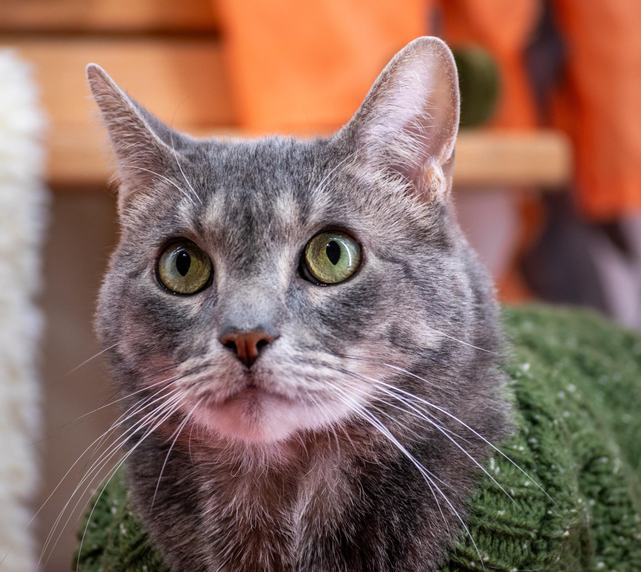 Cat for adoption - Nando, a Domestic Short Hair in Sevierville, TN ...