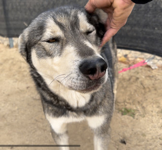 Dog for adoption - James , a Husky Mix in Ventura, CA | Petfinder