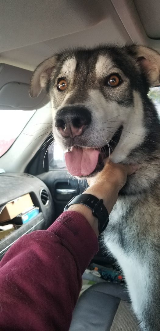 Dog for adoption - James , a Husky Mix in Ventura, CA | Petfinder