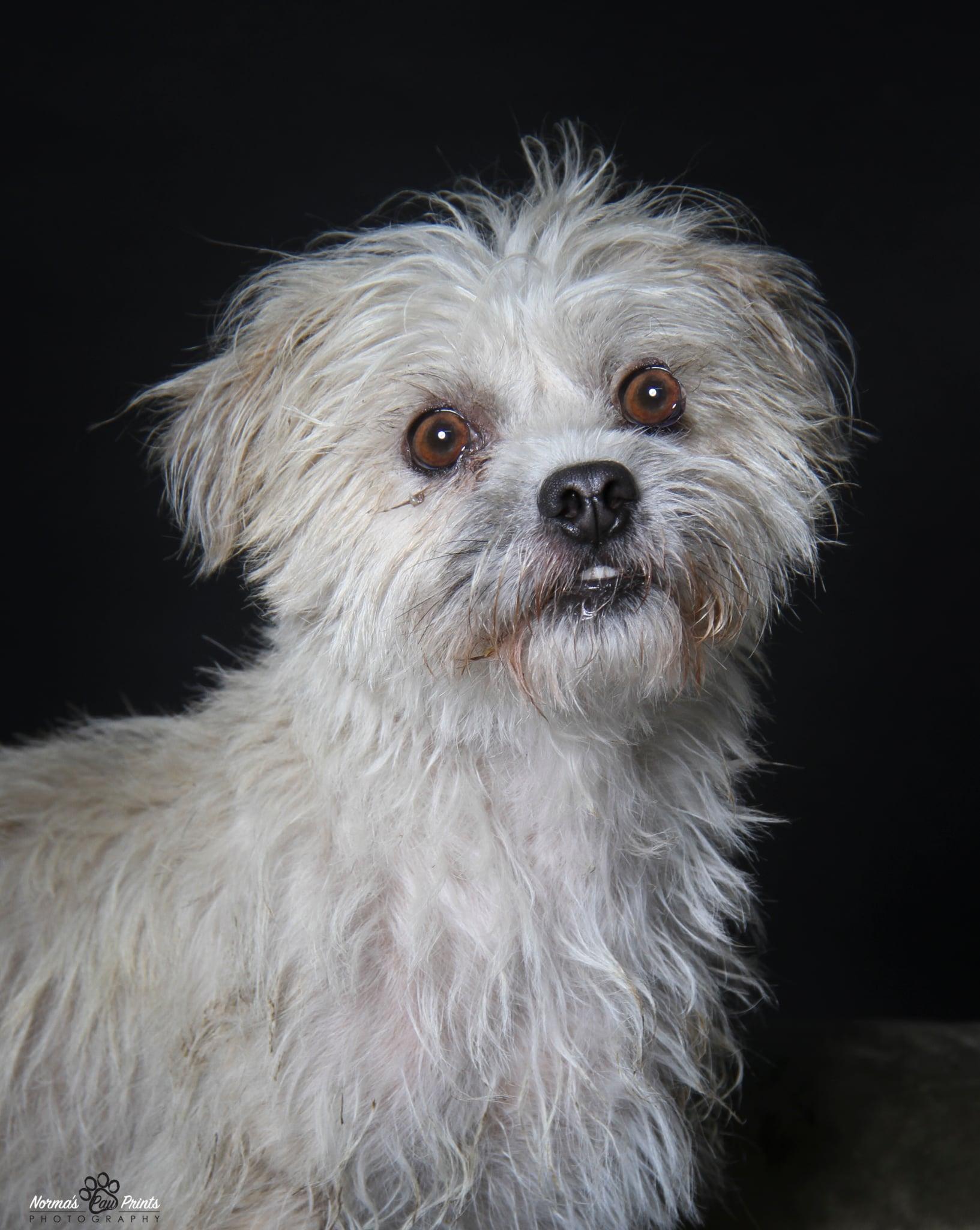 Dog for adoption - Mariposa, a Maltese Mix in HARRISBURG , PA | Petfinder