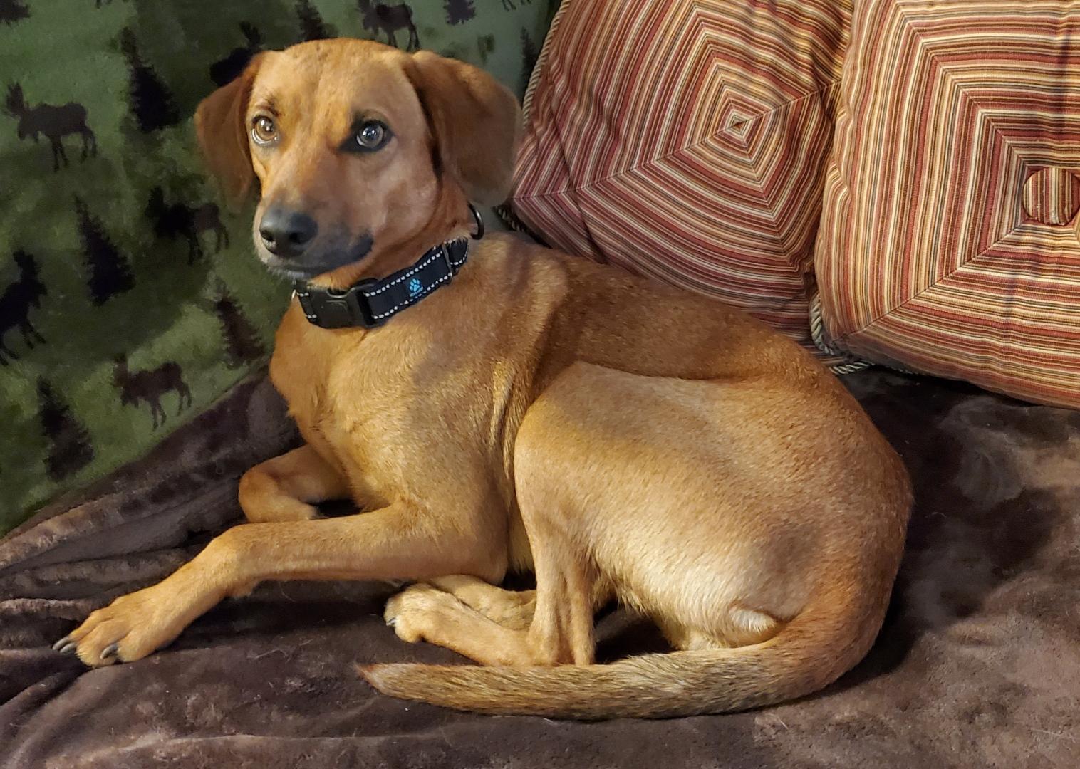 Dog for adoption - Peaches, a Rhodesian Ridgeback & Beagle Mix in San ...