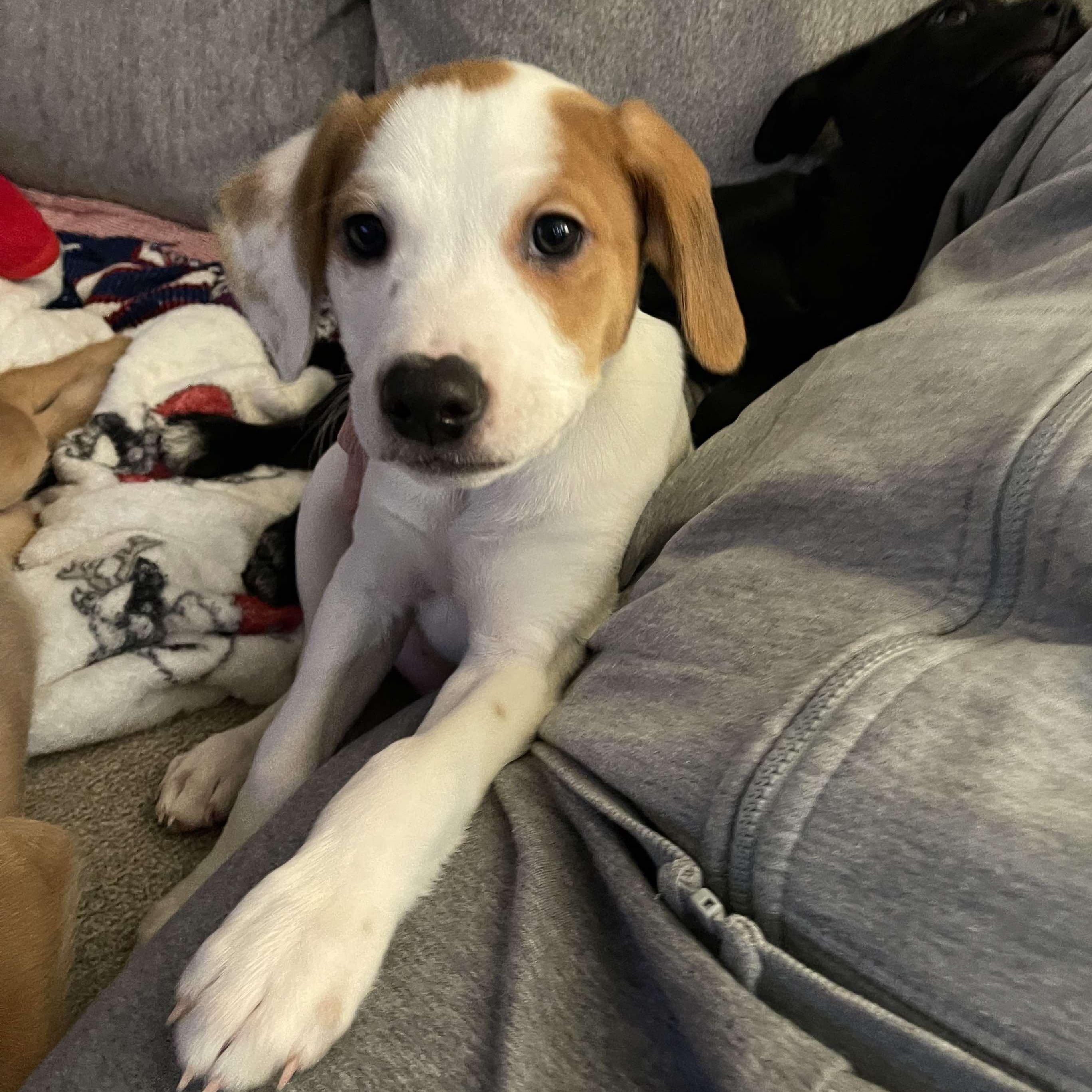 Dog for adoption - Big Boy, a German Wirehaired Pointer & Boxer Mix in ...