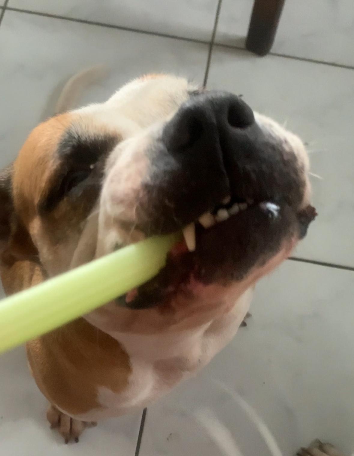 Dog for adoption - Momma - Your Future Soul Dog, an American Bulldog & Pit Bull Terrier Mix in ...