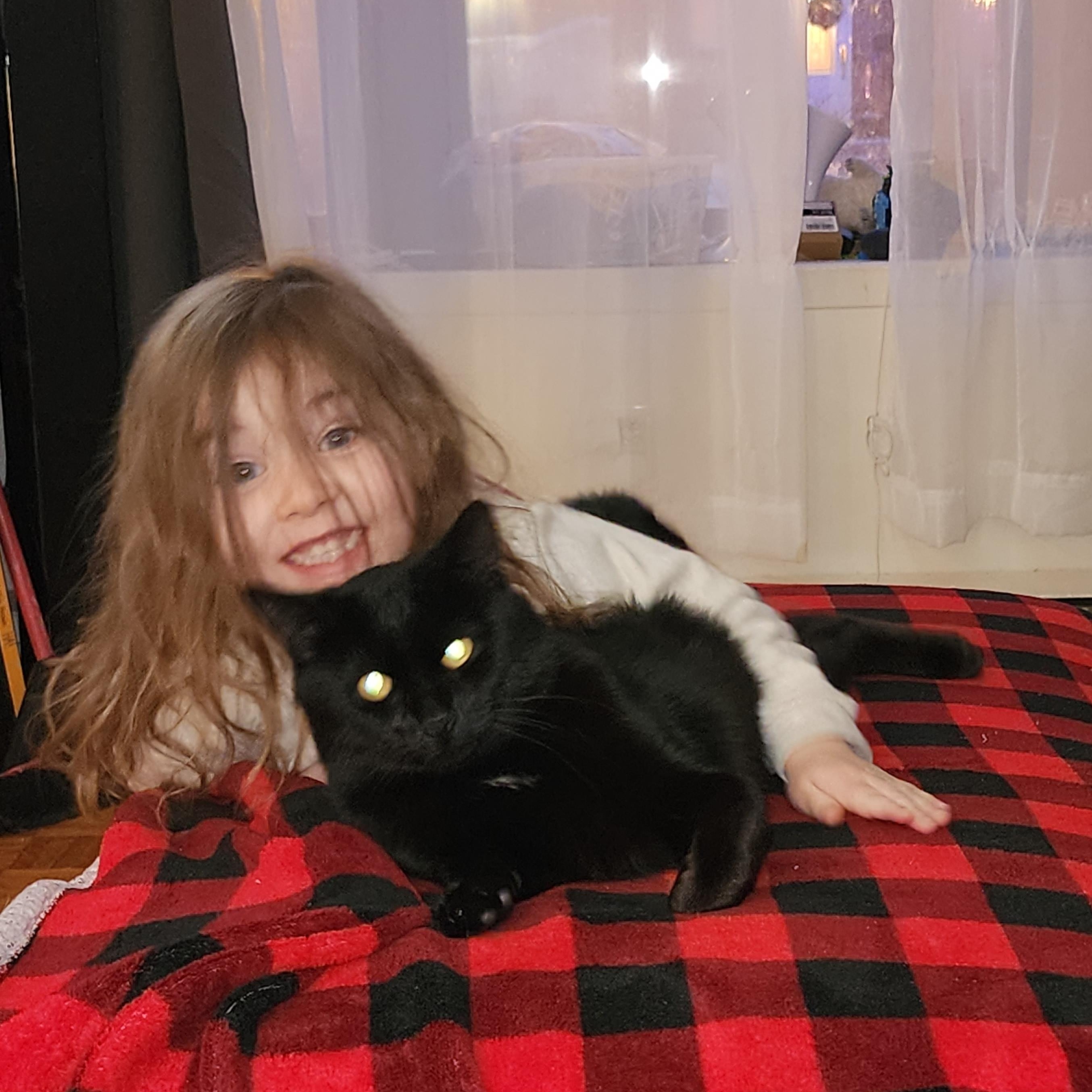 Cat for adoption - CAVIAR CR/SC, a Domestic Short Hair in Sainte-Angele ...