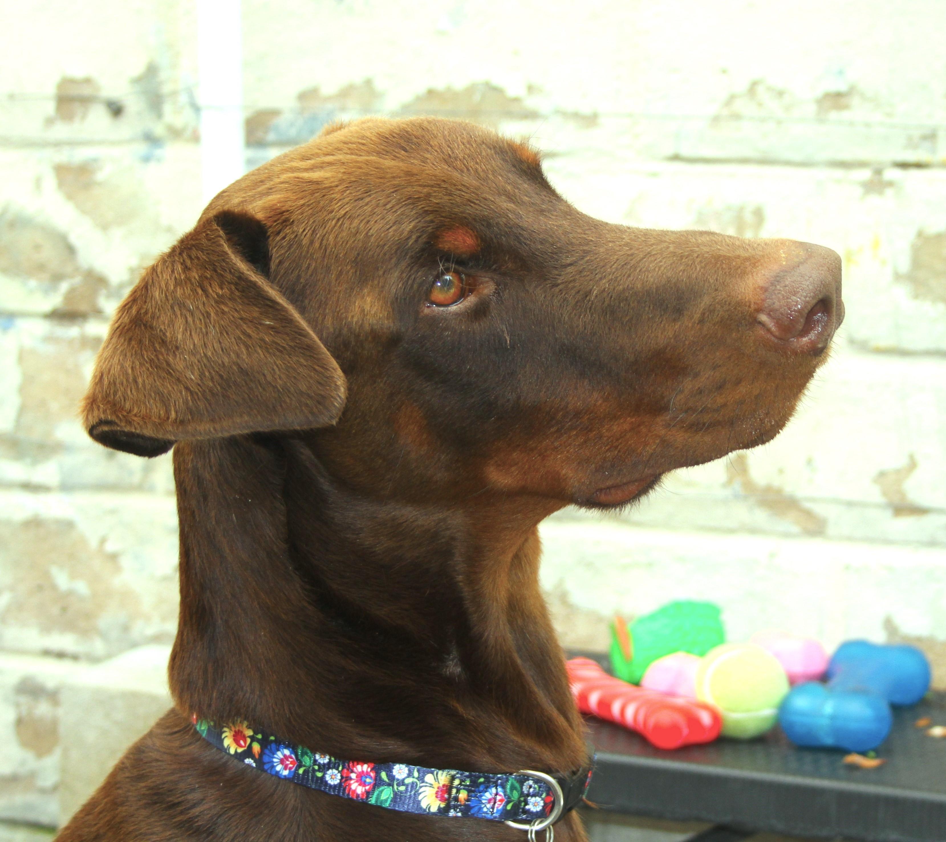 Dog for adoption - Blitz, a Doberman Pinscher in Ventura, CA | Petfinder