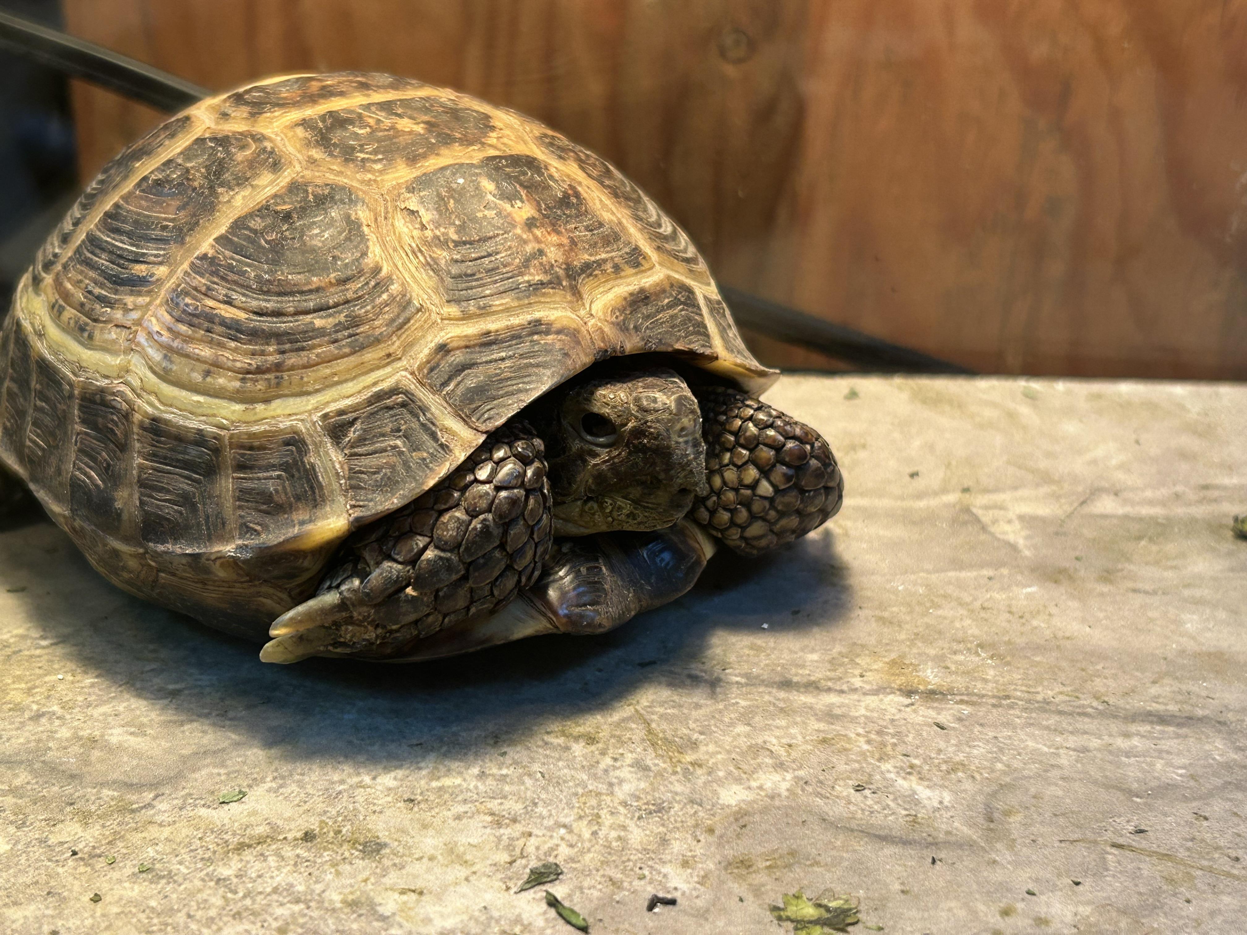 Tortoise for adoption - Potato chip, a Russian in Tacoma, WA | Petfinder